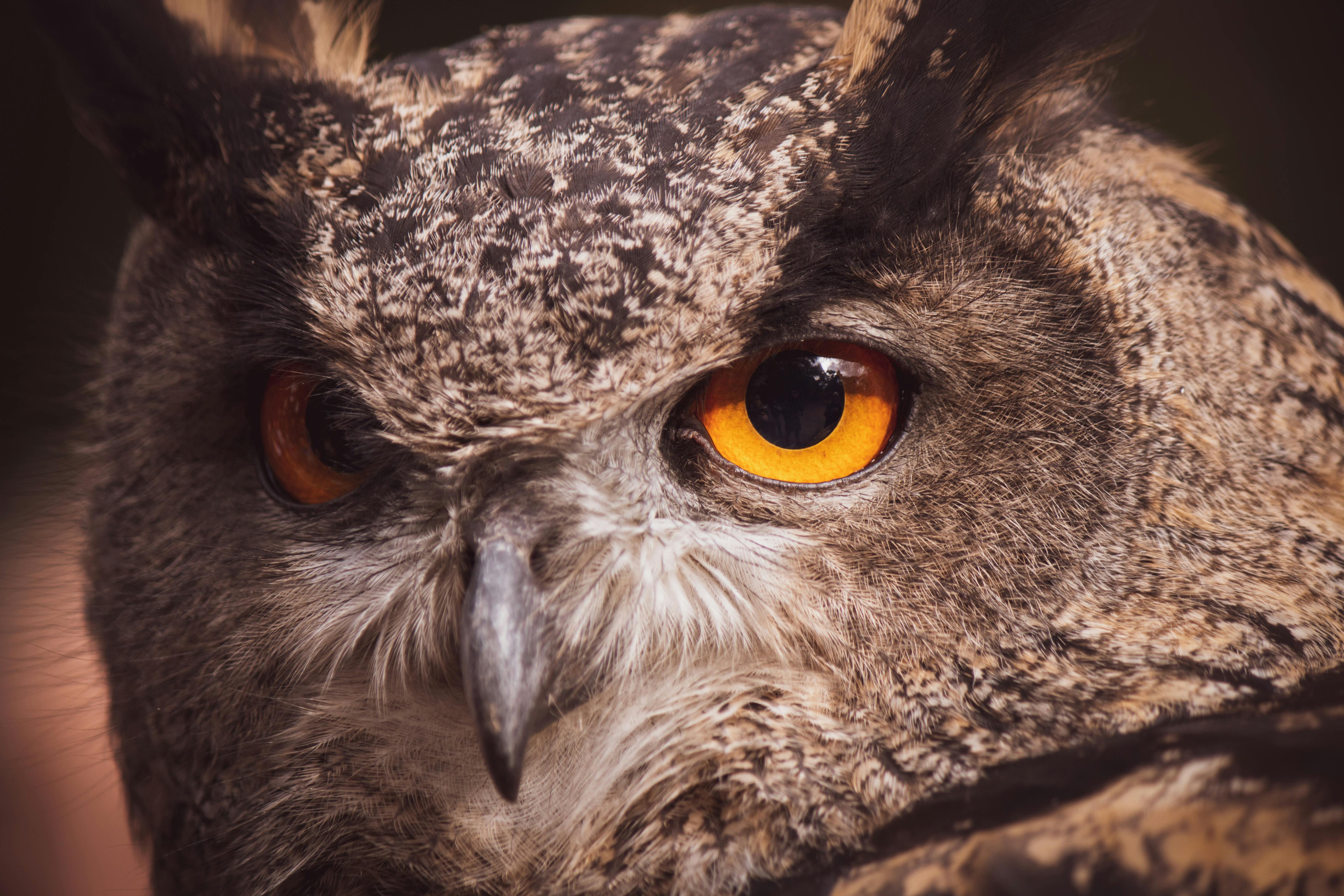 Close up of Owl Head · Free Stock Photo