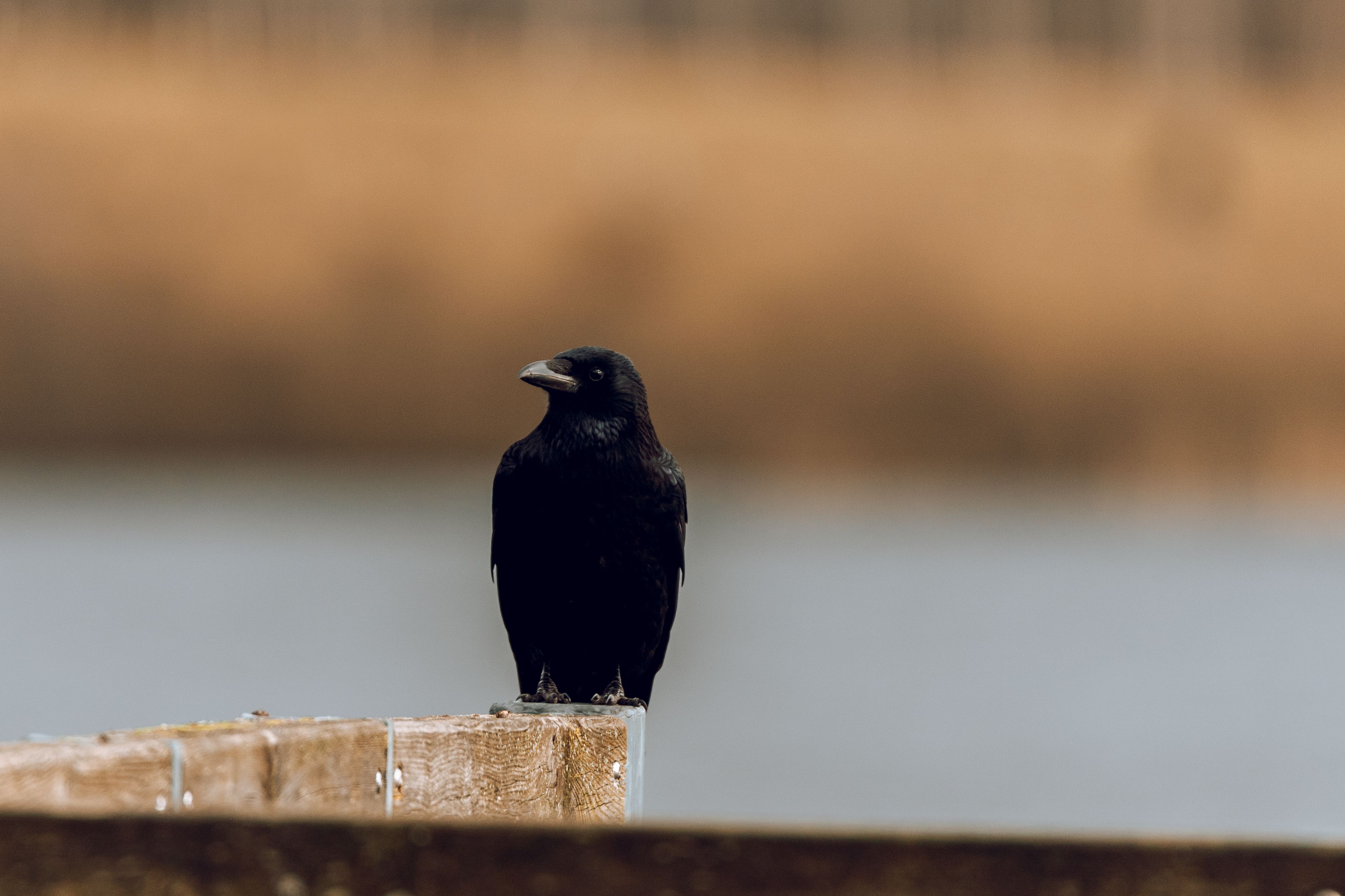 Black Raven on Wooden Post by Lakeside · Free Stock Photo