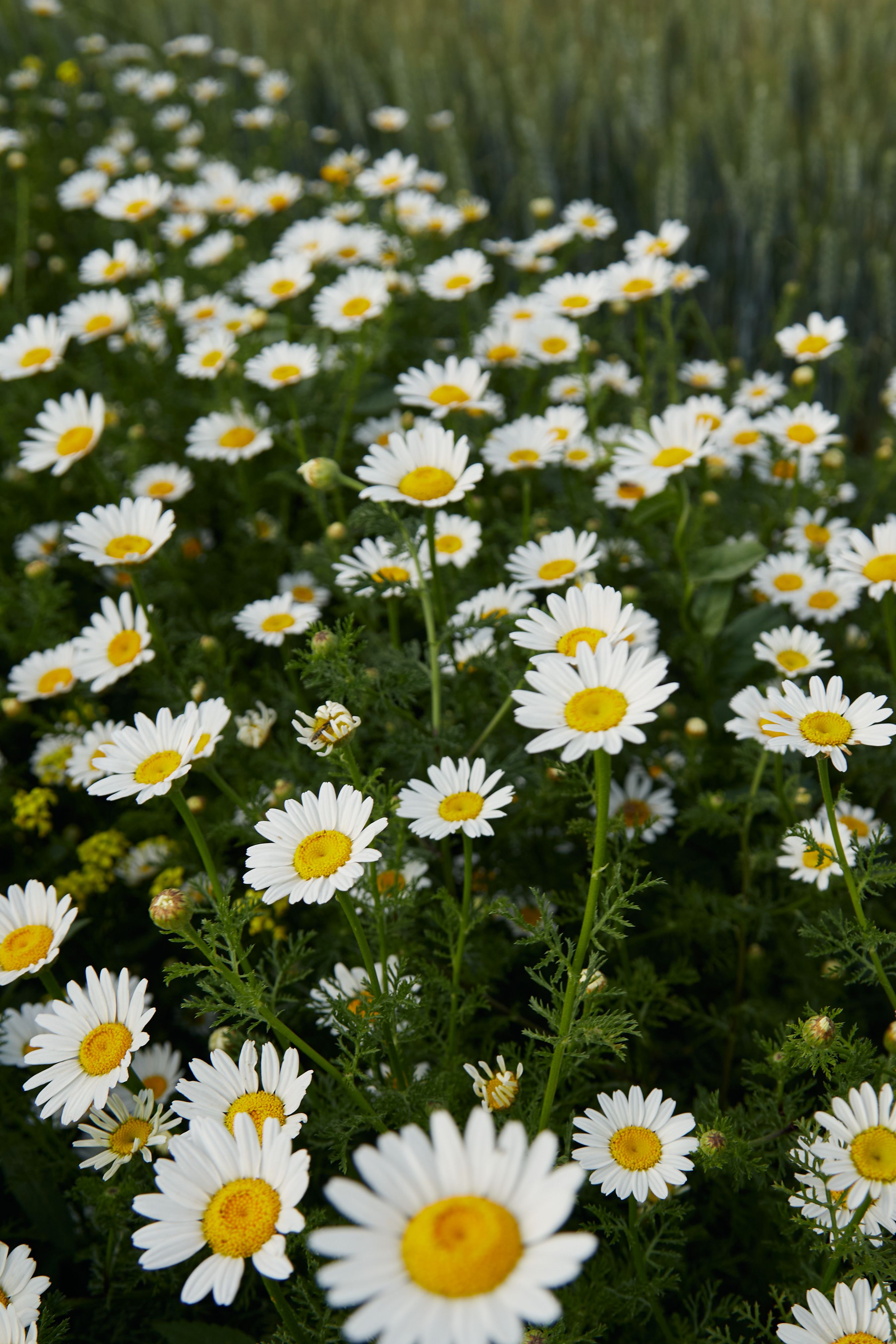 Bunga Aster Yang Berlimpah Di Taman Musim Panas Yang Rimbun · Foto Stok ...