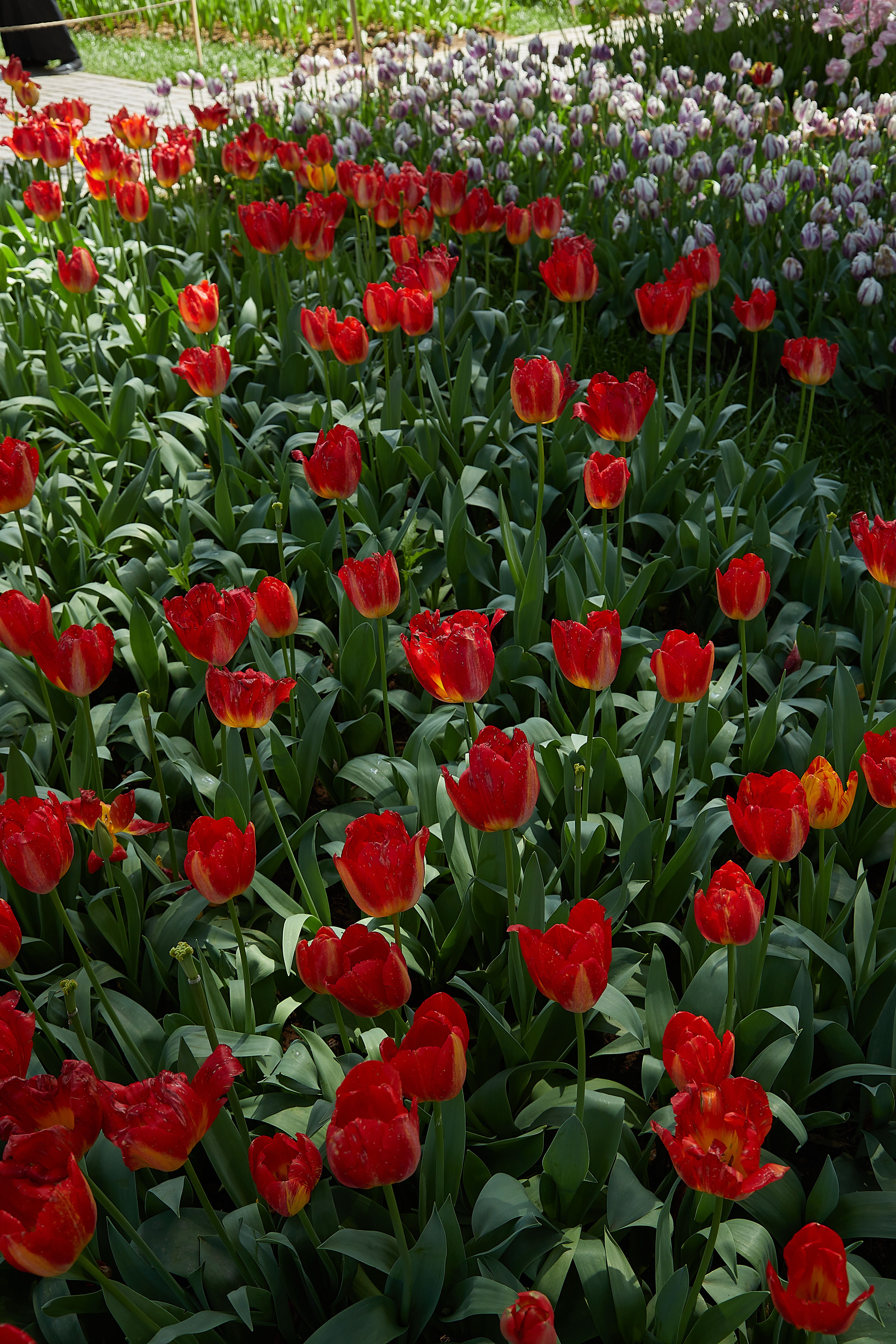 Vibrant Red Tulip Garden in Bloom Outdoors · Free Stock Photo