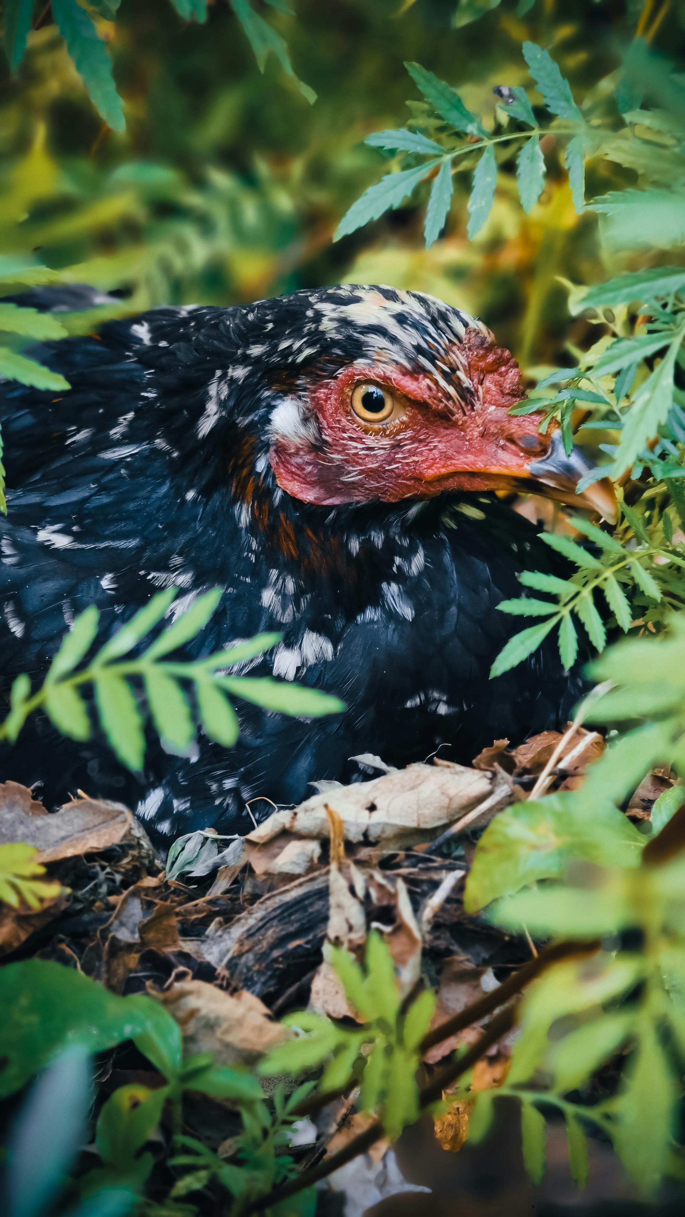 Close-up of a Chicken Hiding in Foliage · Free Stock Photo
