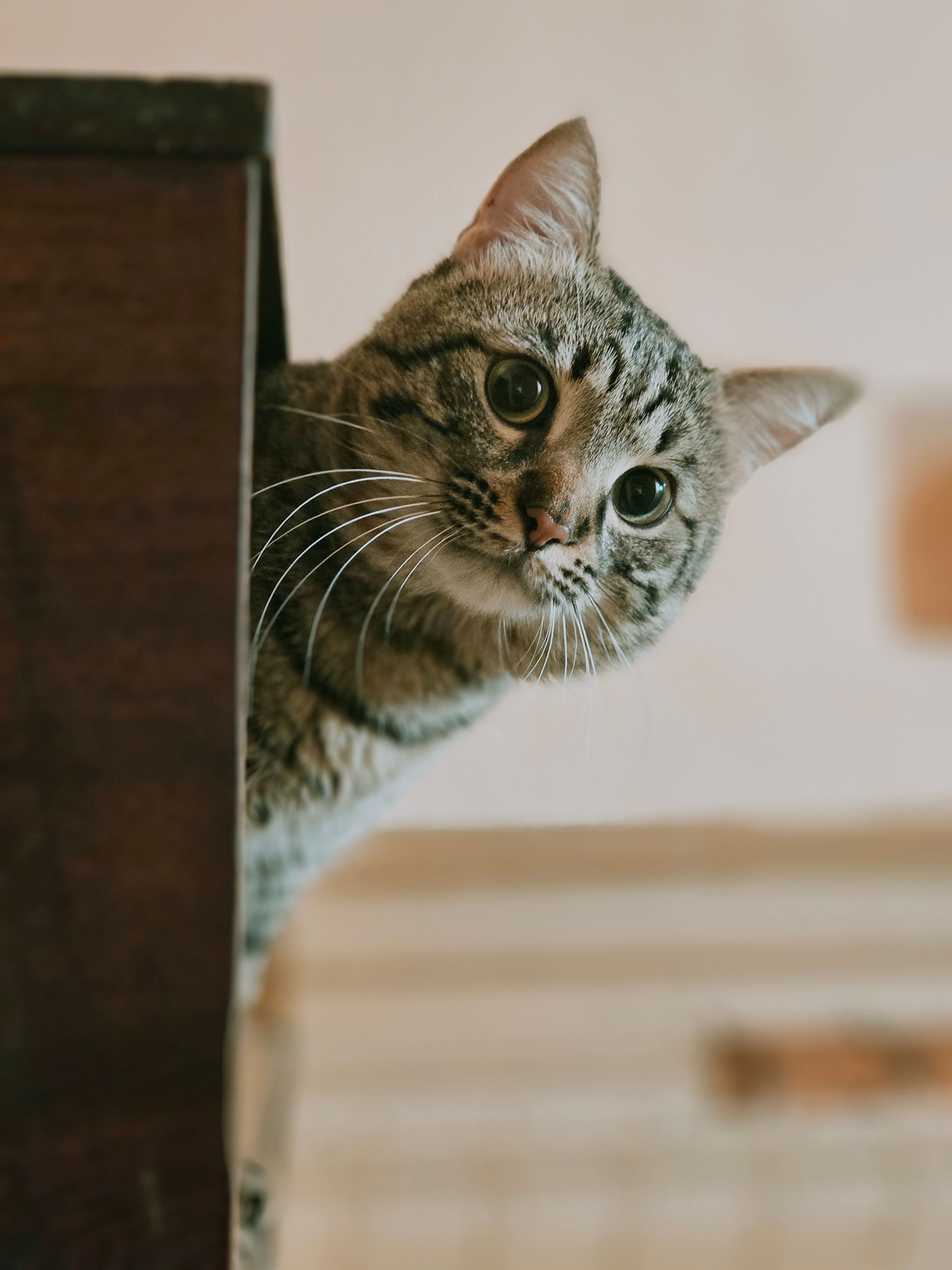 Gato Atigrado Curioso Espiando En El Interior · Foto de stock gratuita