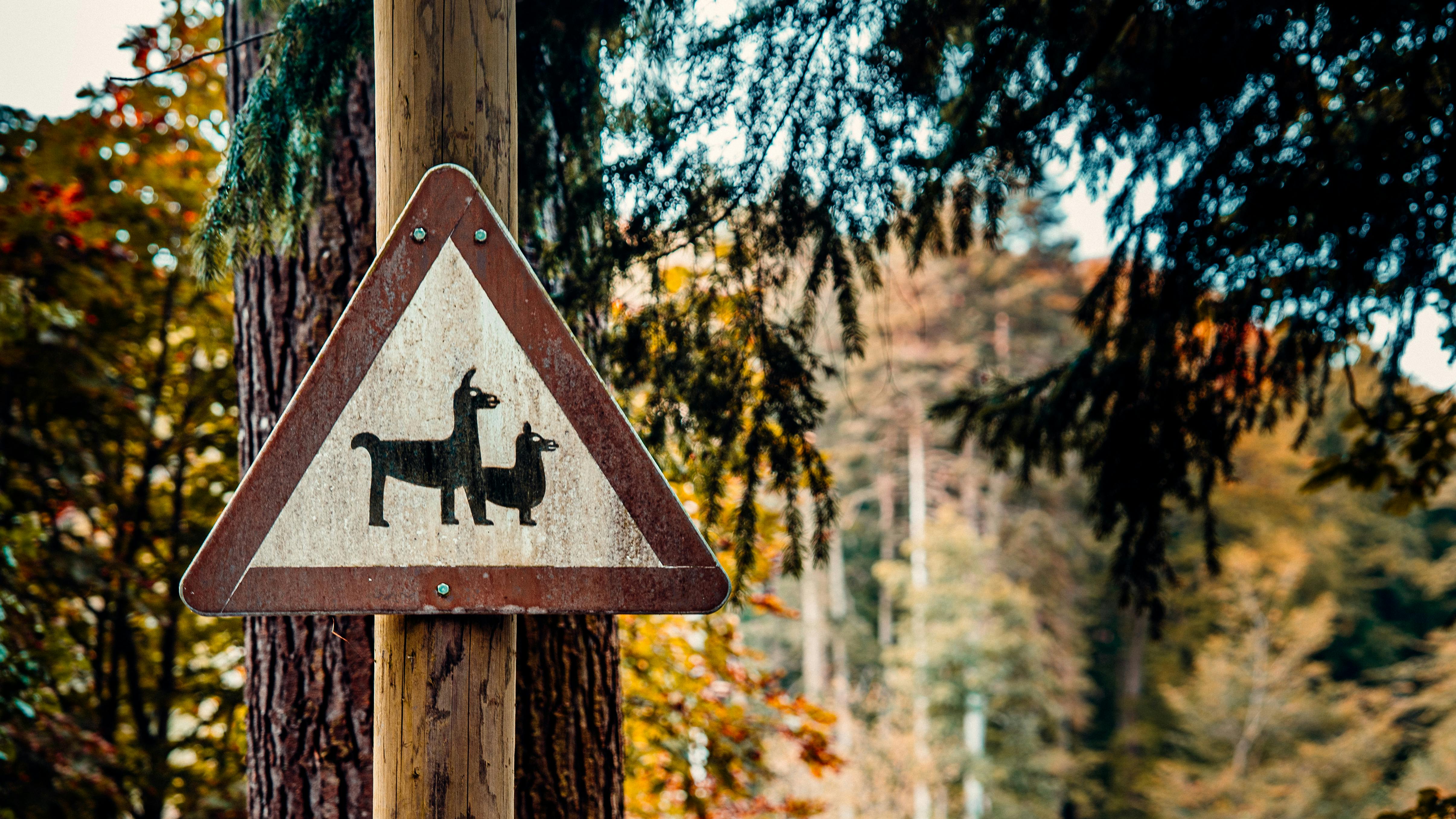 Rustic Animal Warning Sign in Forest · Free Stock Photo
