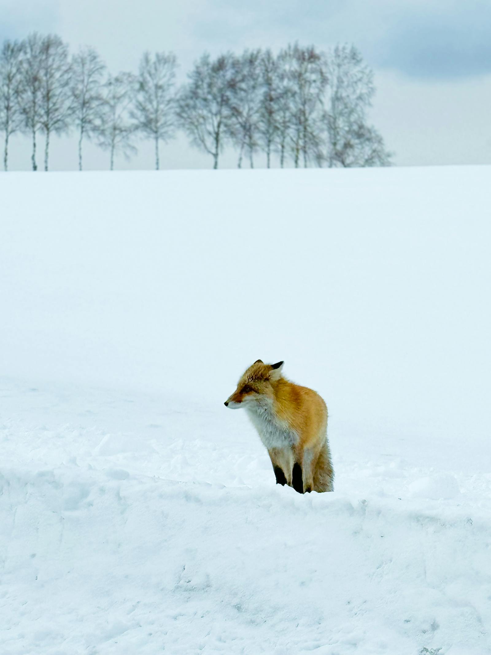 Fox In Snow Photos, Download The BEST Free Fox In Snow Stock Photos ...