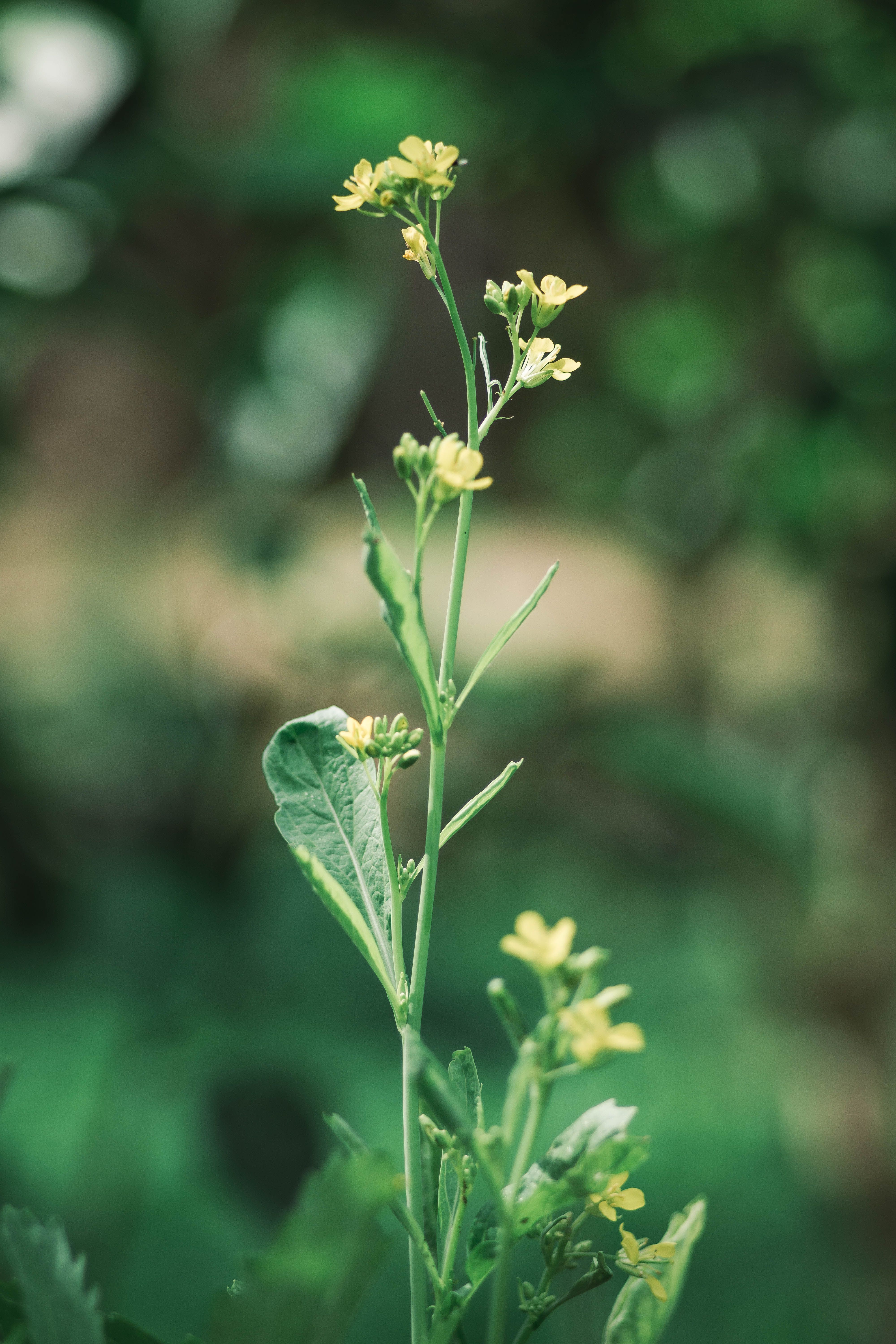 Close-up of Mustard Plant in Bloom Outdoors · Free Stock Photo