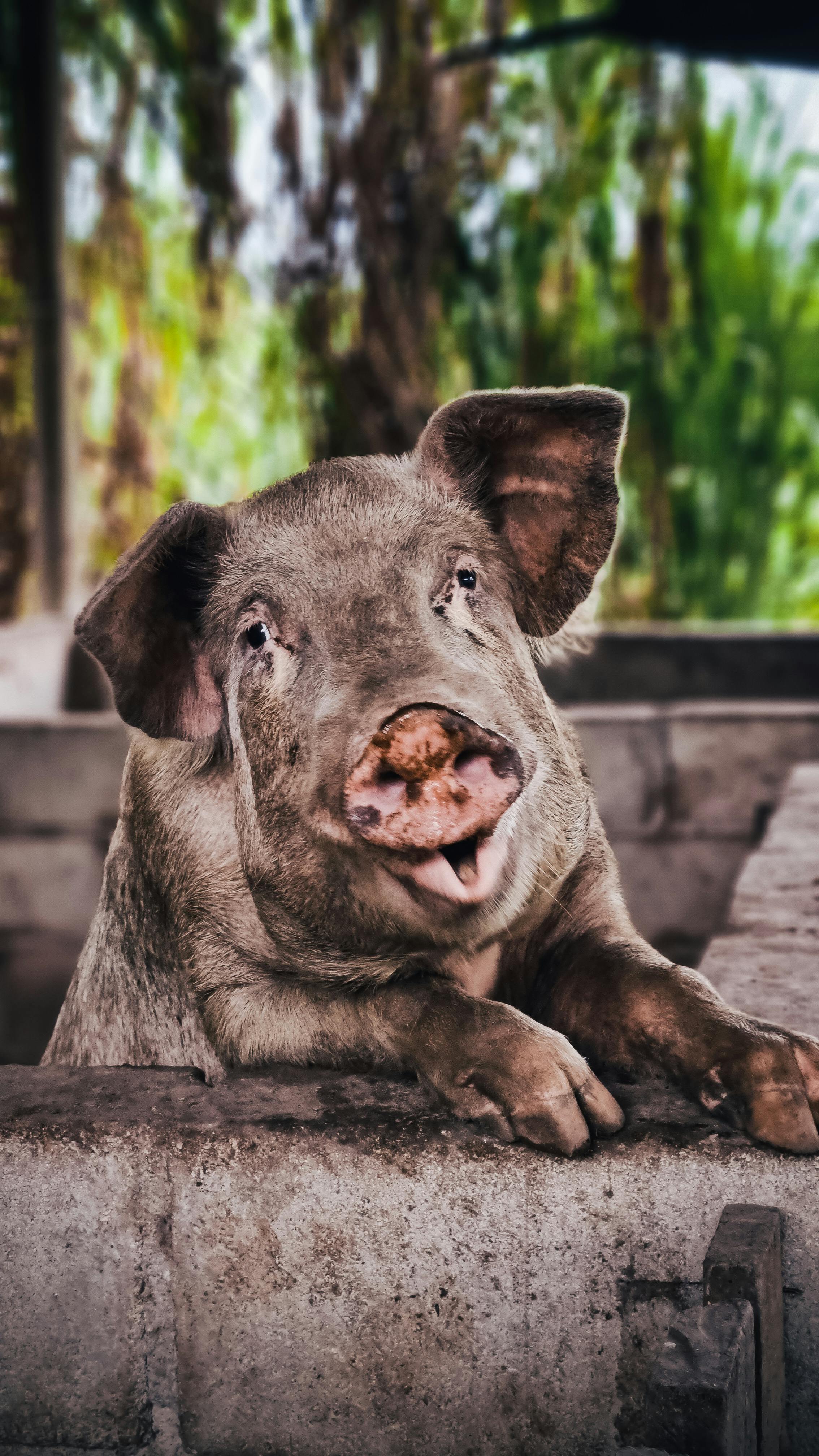 Friendly Pig Leaning Over Pigsty Wall · Free Stock Photo