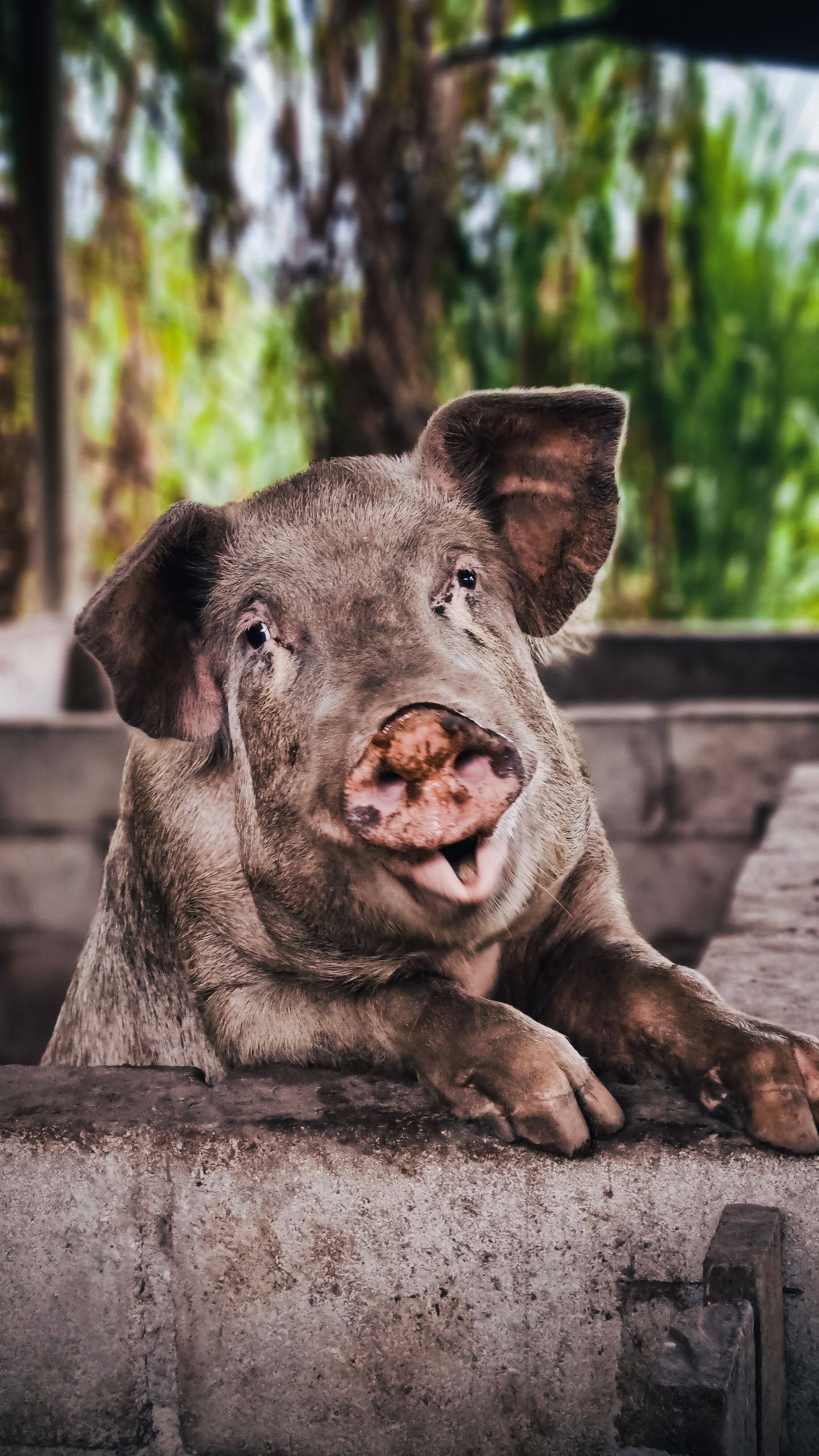 4,000+ Best Pig Photos · 100% Free Download · Pexels Stock Photos