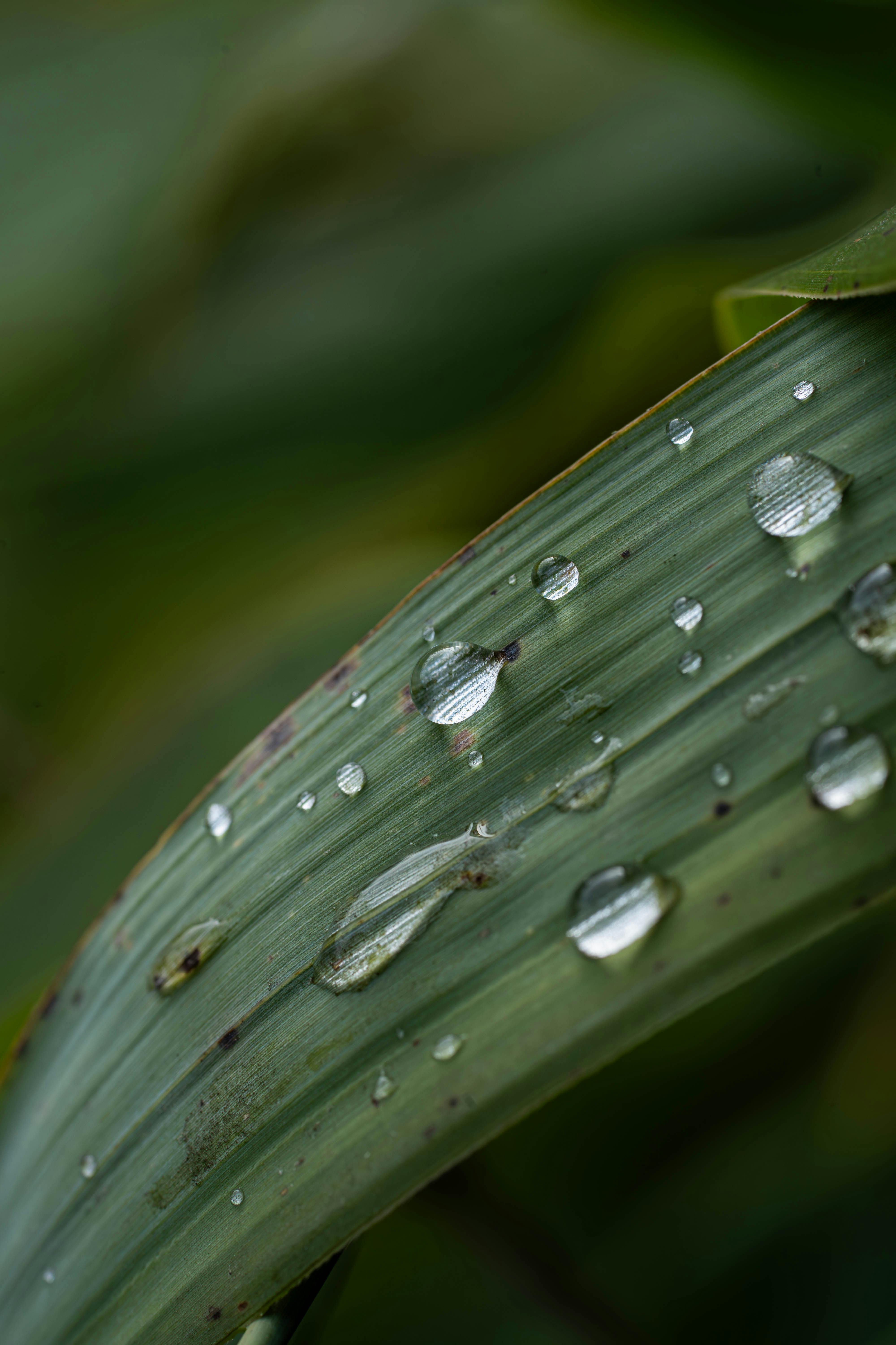 Close-up of Dew Drops on Green Leaf · Free Stock Photo
