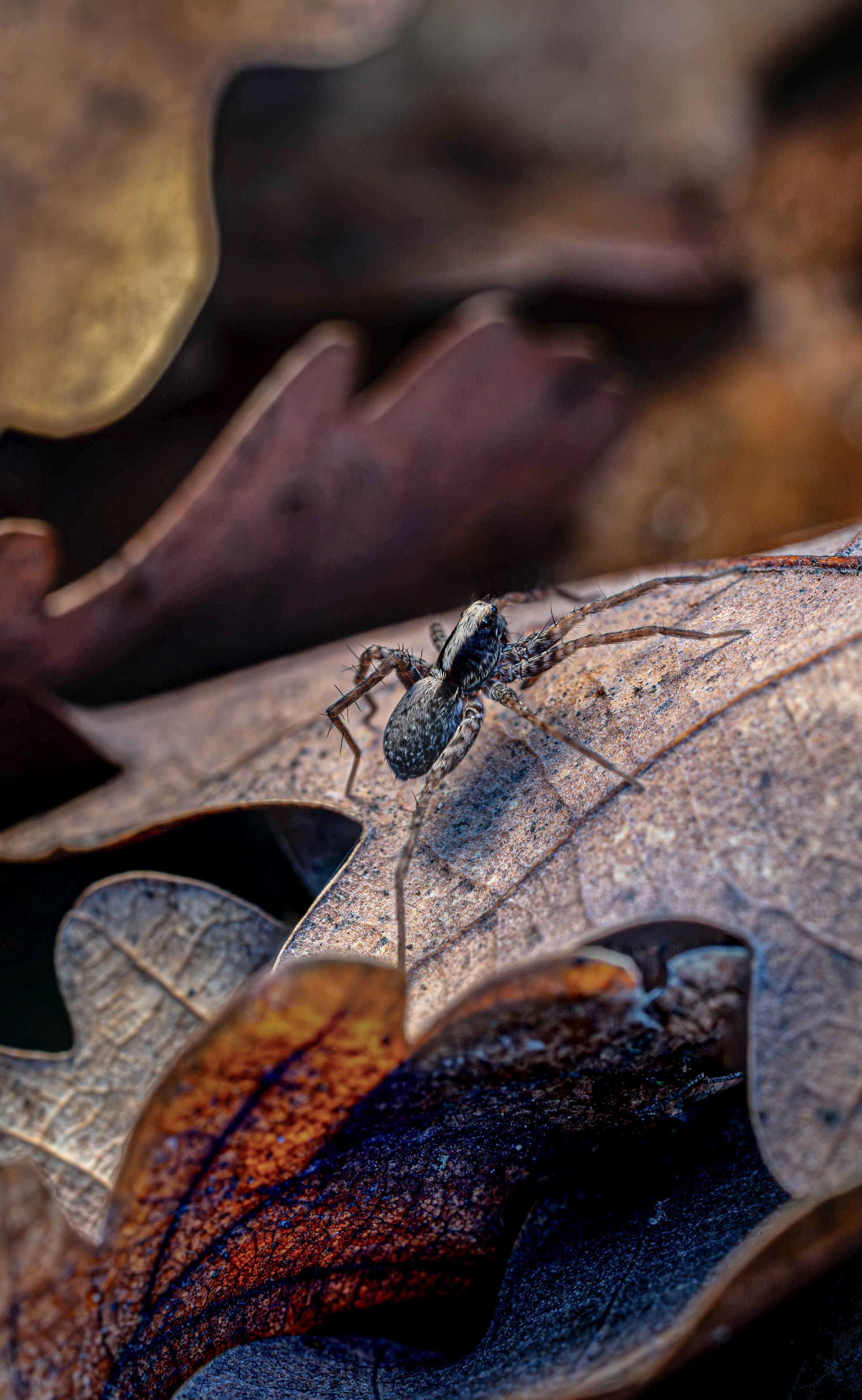 Close-up of Spider on Autumn Leaves · Free Stock Photo