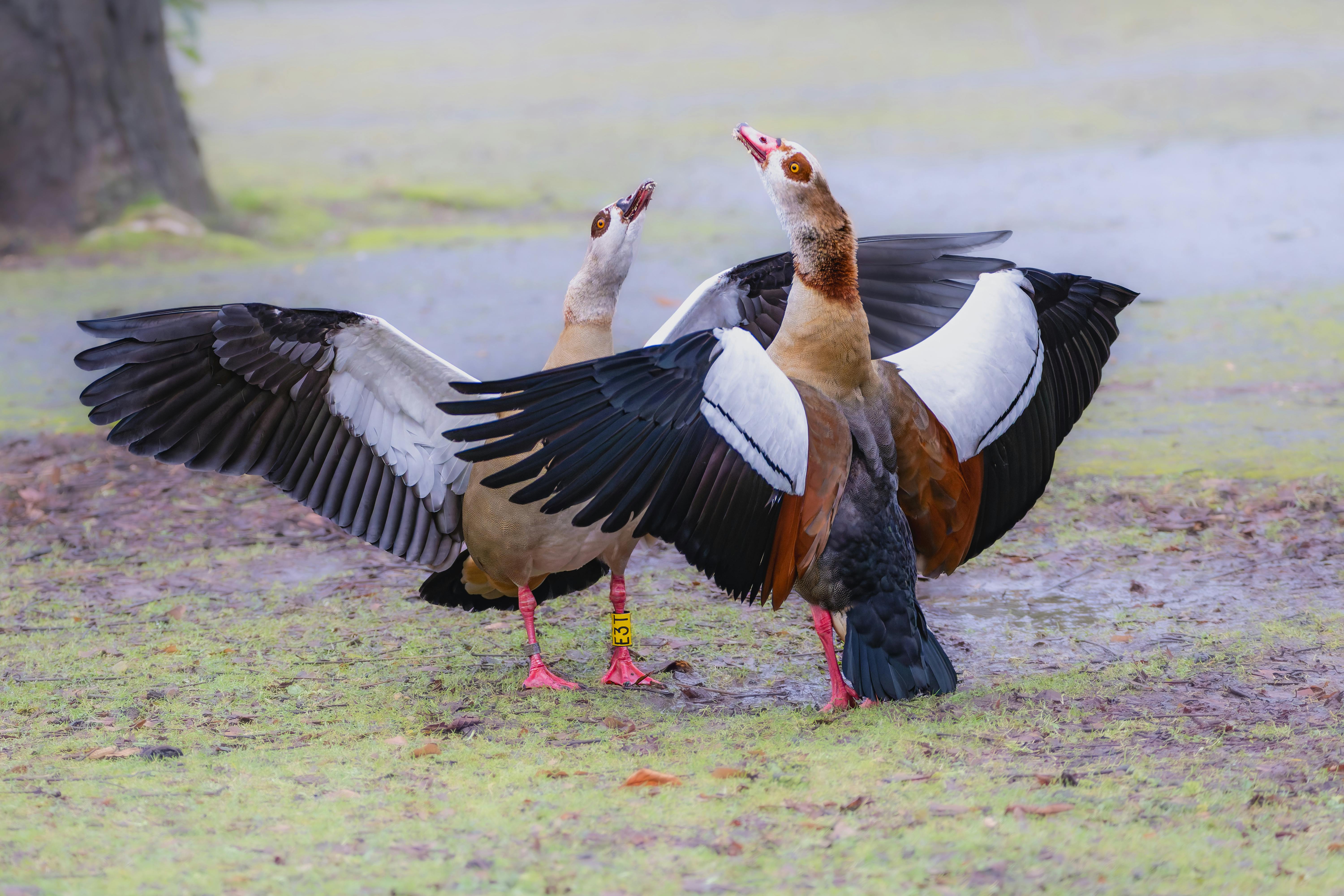 Egyptian Geese Display in Spring Meadow · Free Stock Photo