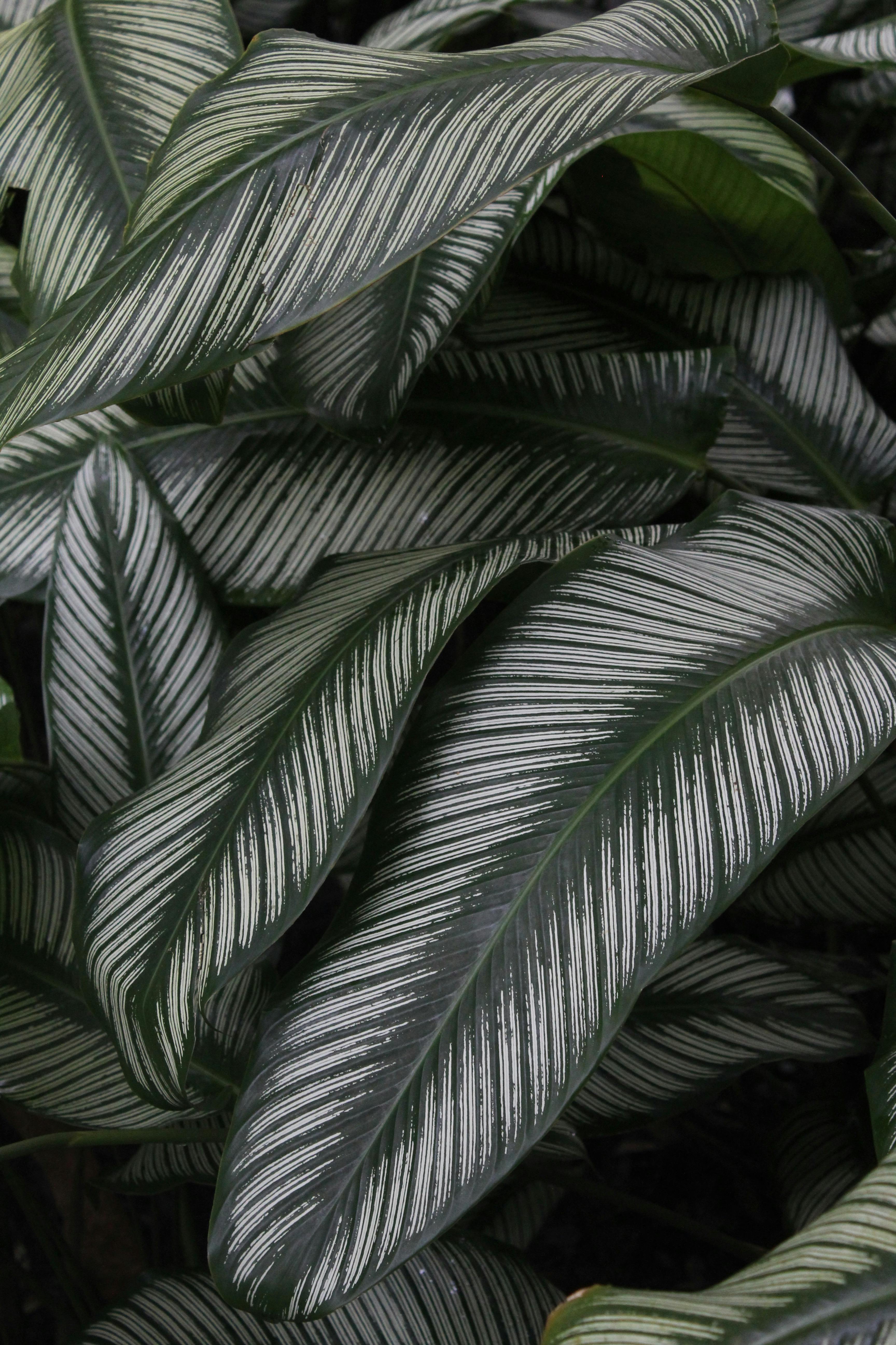 Close-Up of Calathea Plant Leaves with Bold Patterns · Free Stock Photo