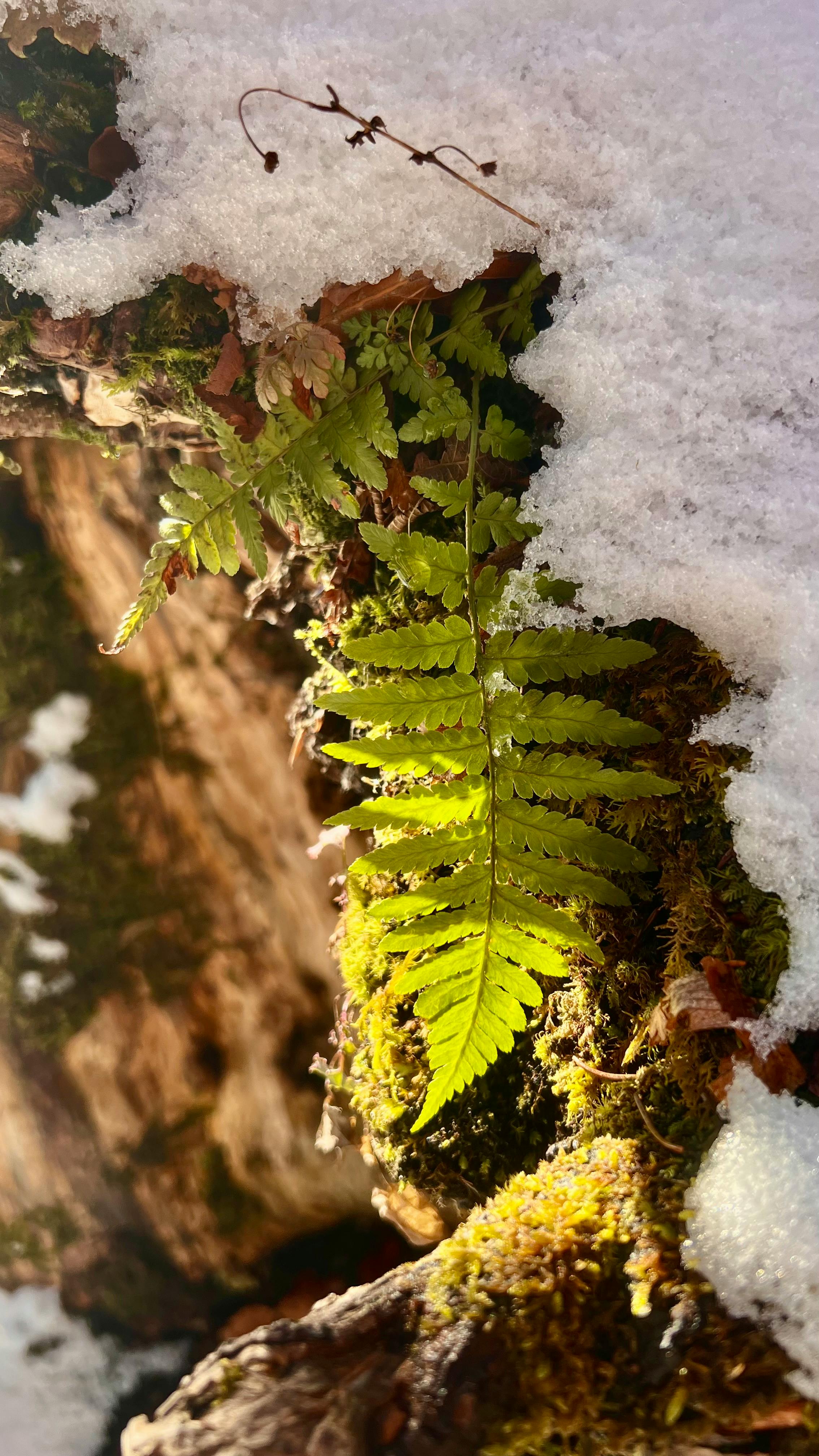 Fern Emerging from Snow-Covered Log in Germany · Free Stock Photo