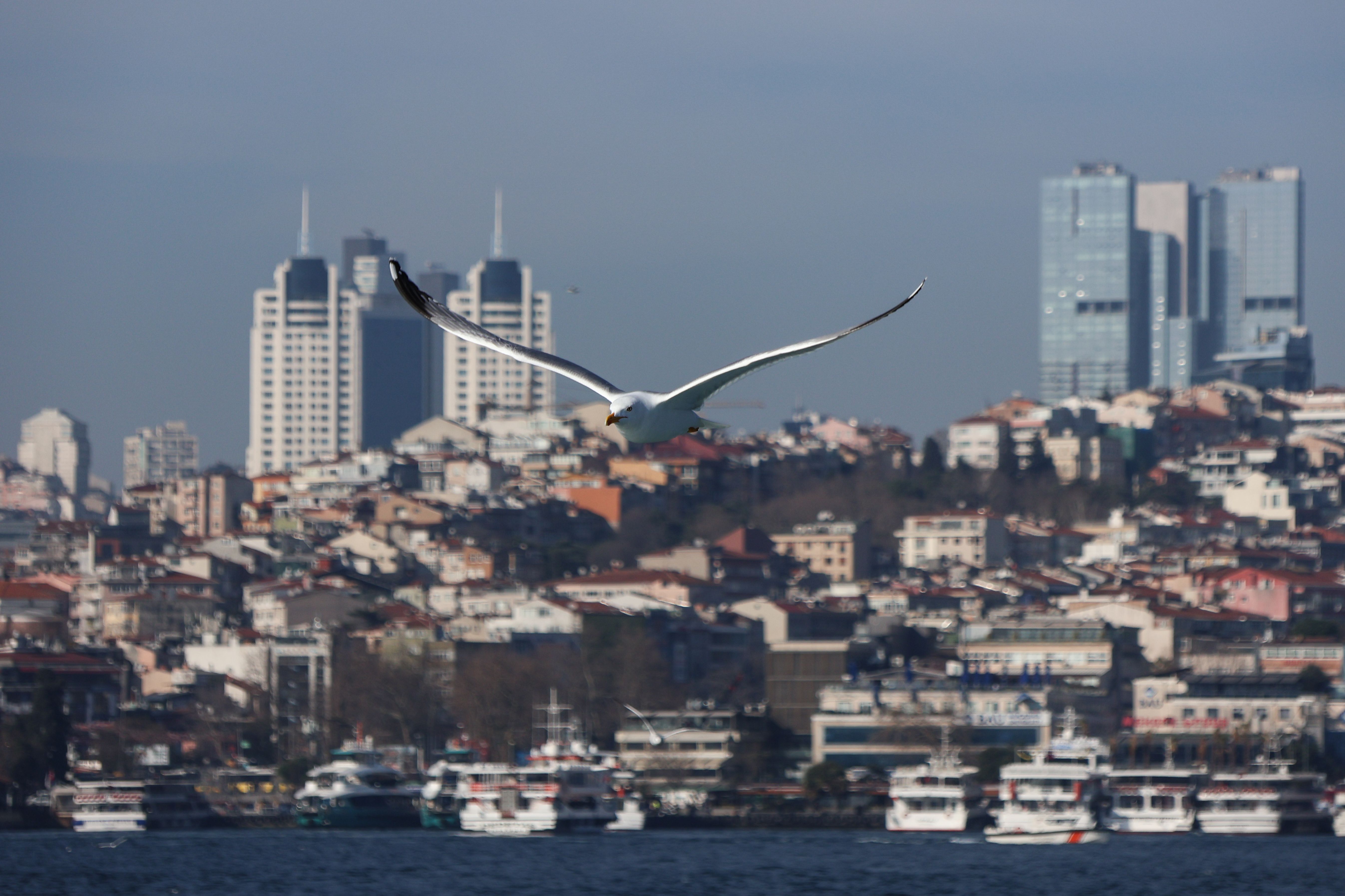 Seagull Flying Over Istanbul Cityscape · Free Stock Photo