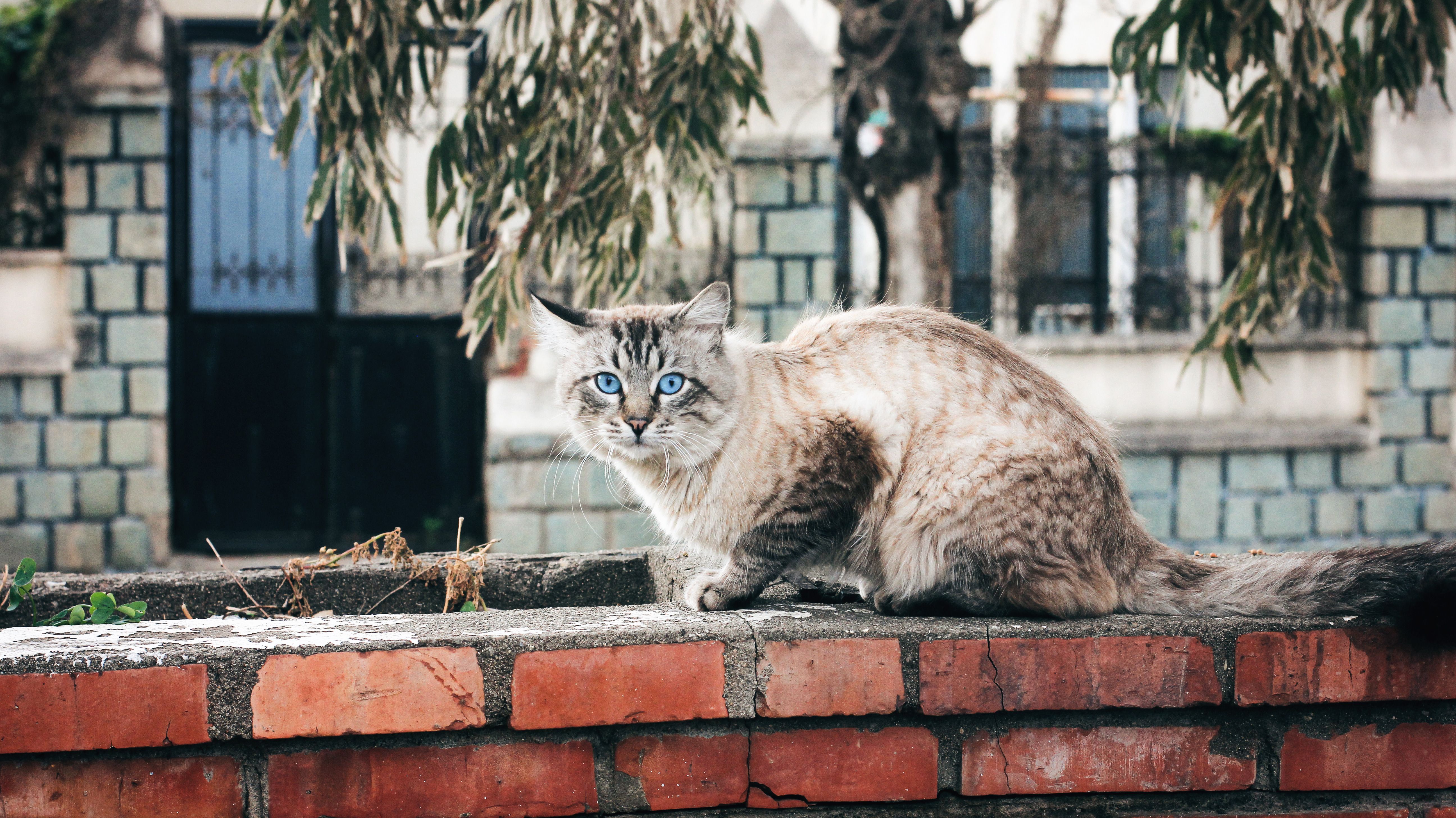 Siamese Cat on Brick Wall in Algerian Street Setting · Free Stock Photo