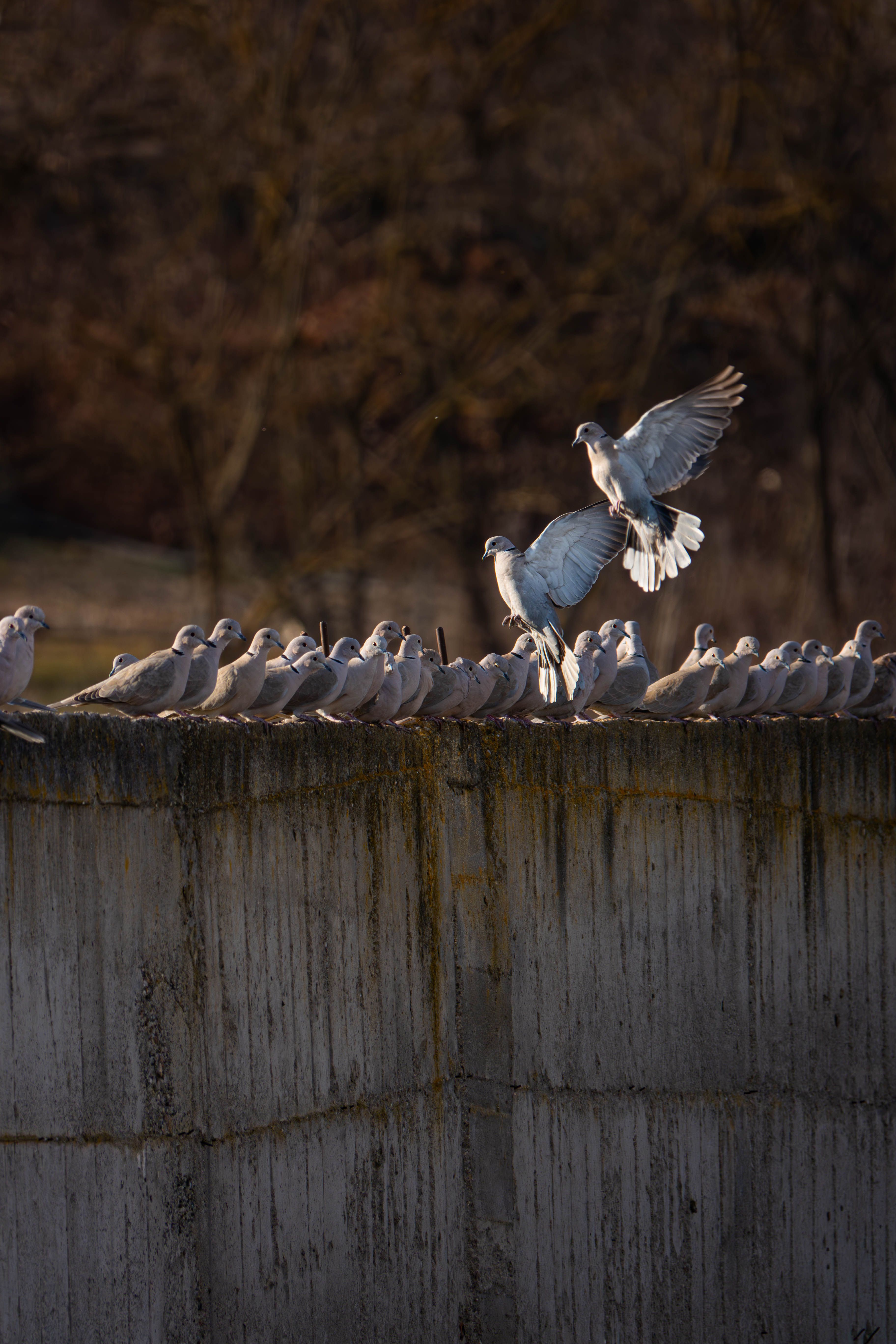 A Flock of Pigeons Perched on a Wall at Sunset · Free Stock Photo