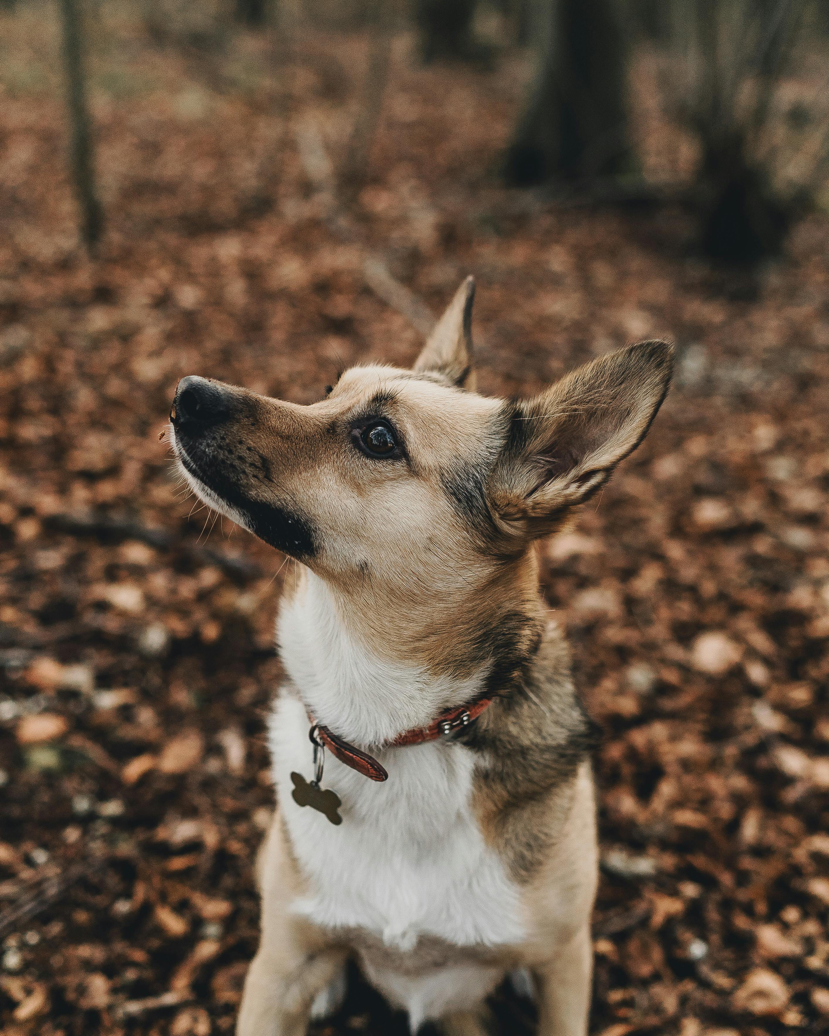 Short-coat Beige and White Dog · Free Stock Photo
