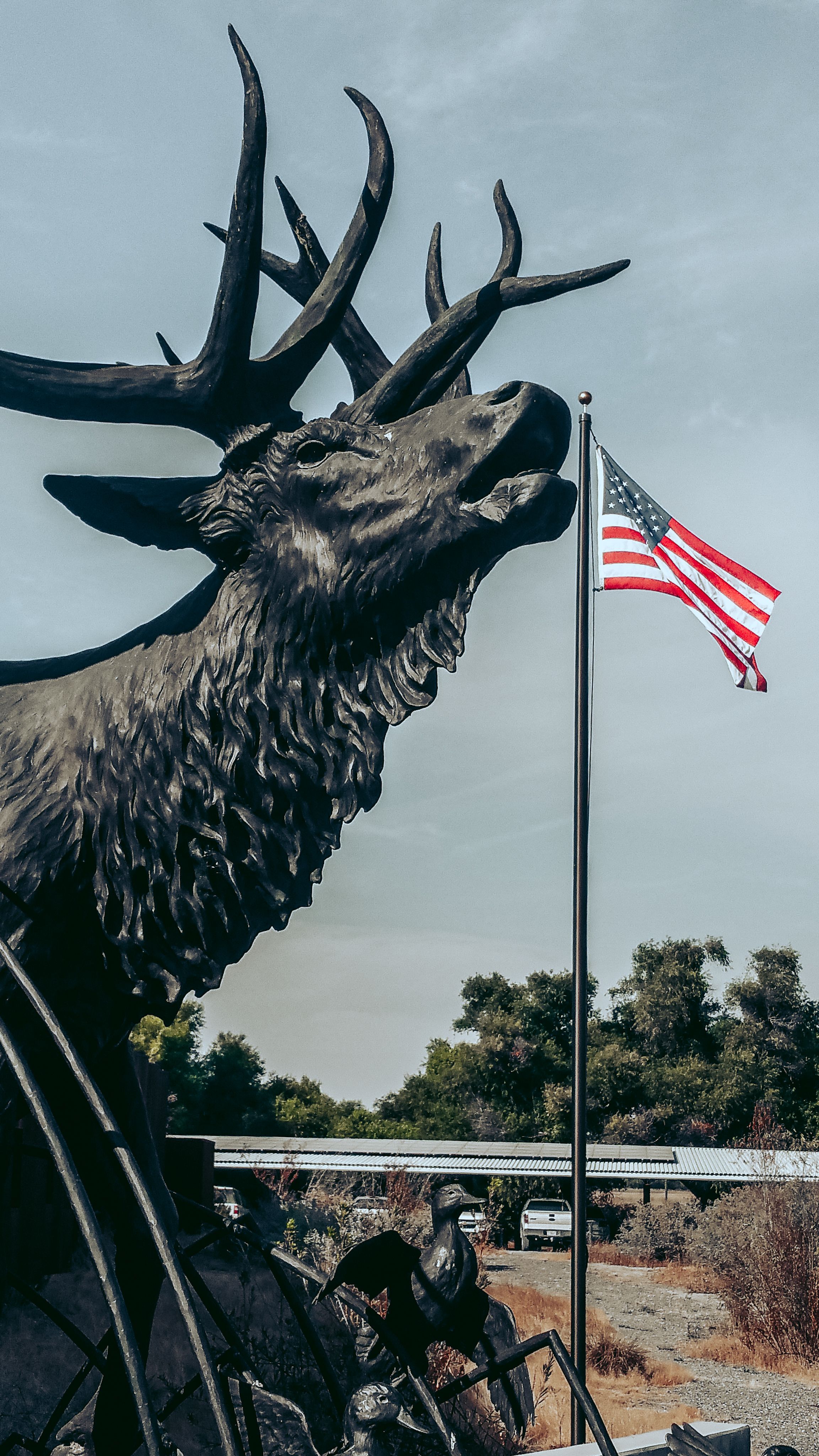 Elk With Flag Photos, Download The BEST Free Elk With Flag Stock Photos ...