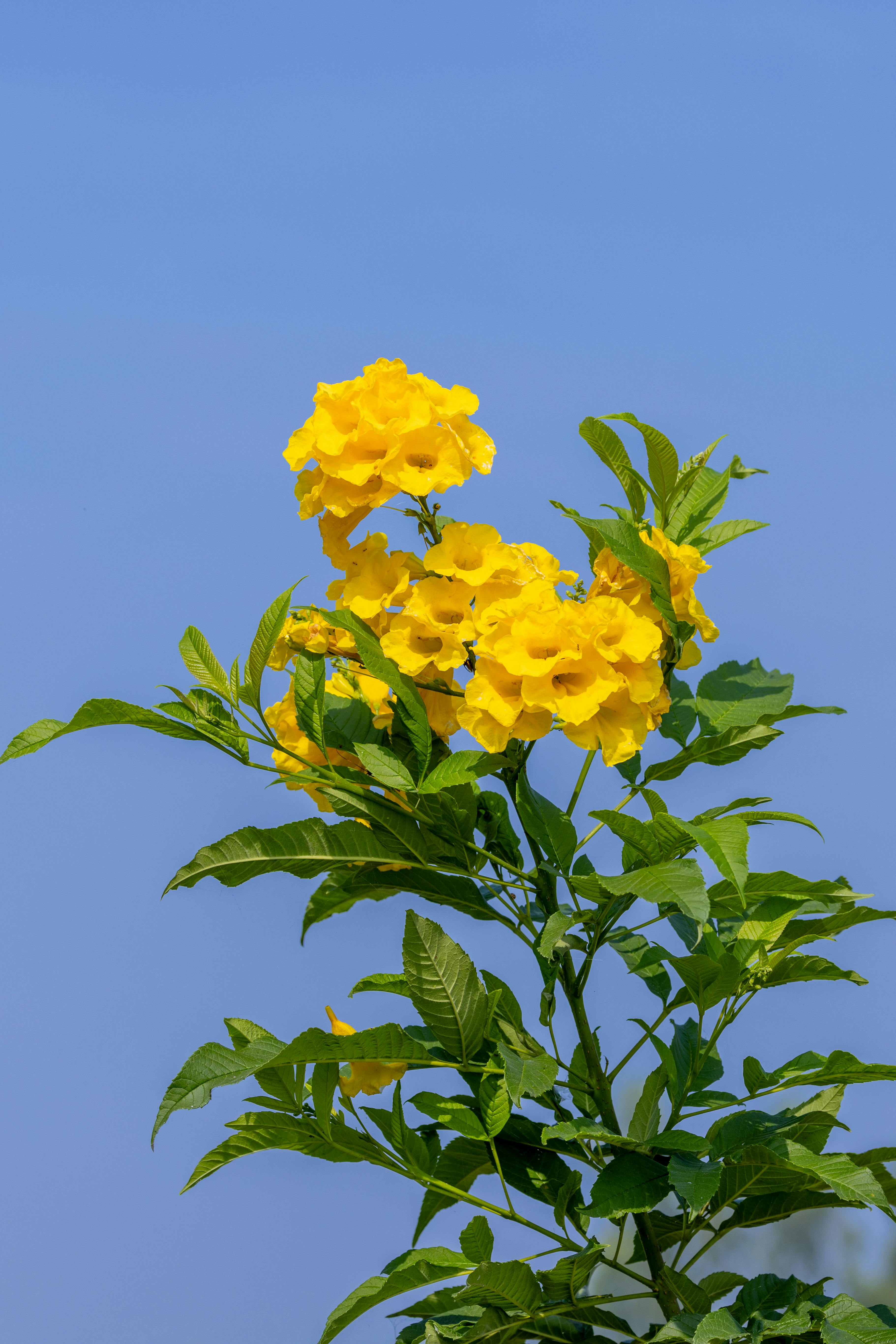 Yellow Flowering Tree · Free Stock Photo