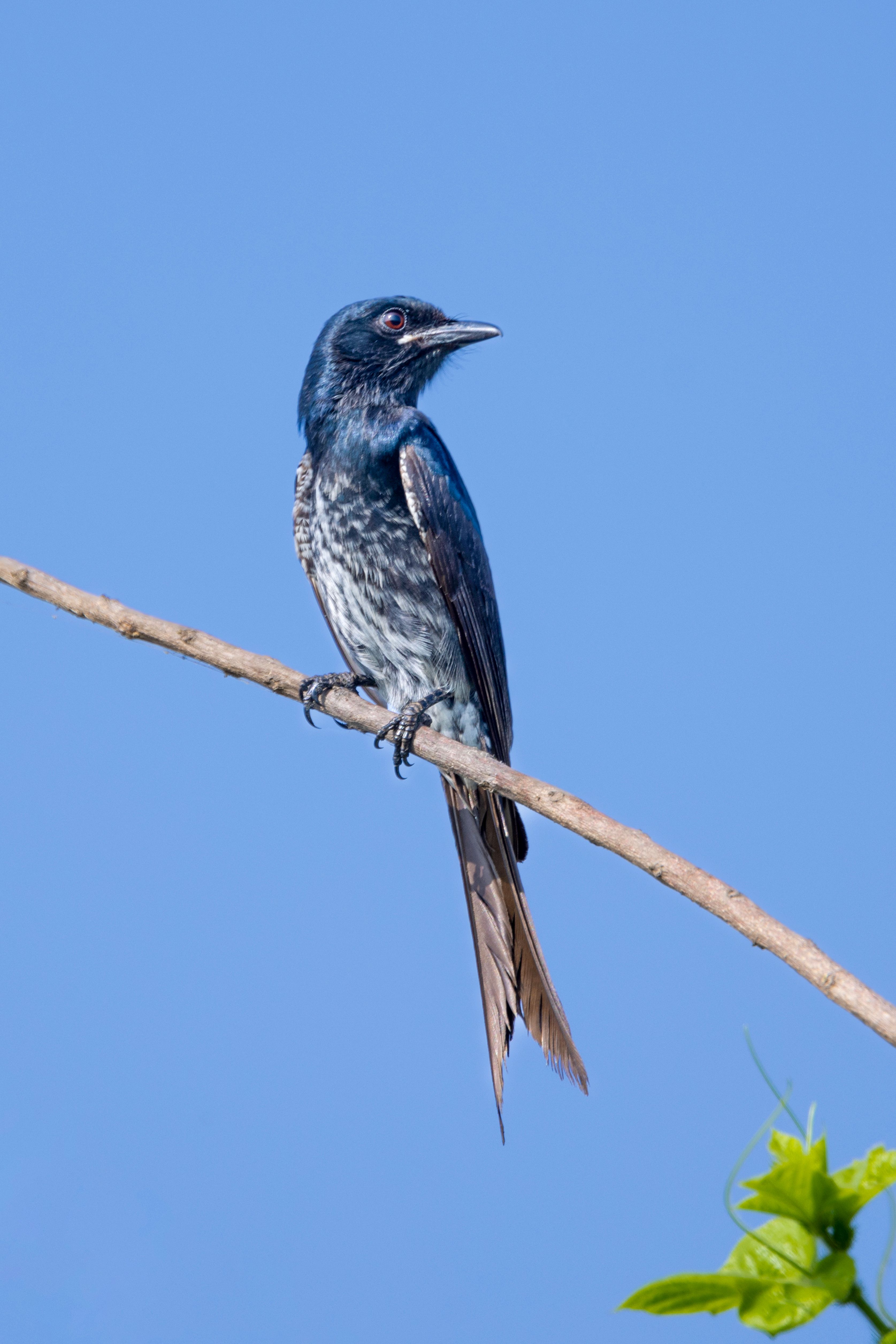 White-Bellied Drongo on Branch in Andhra Pradesh · Free Stock Photo