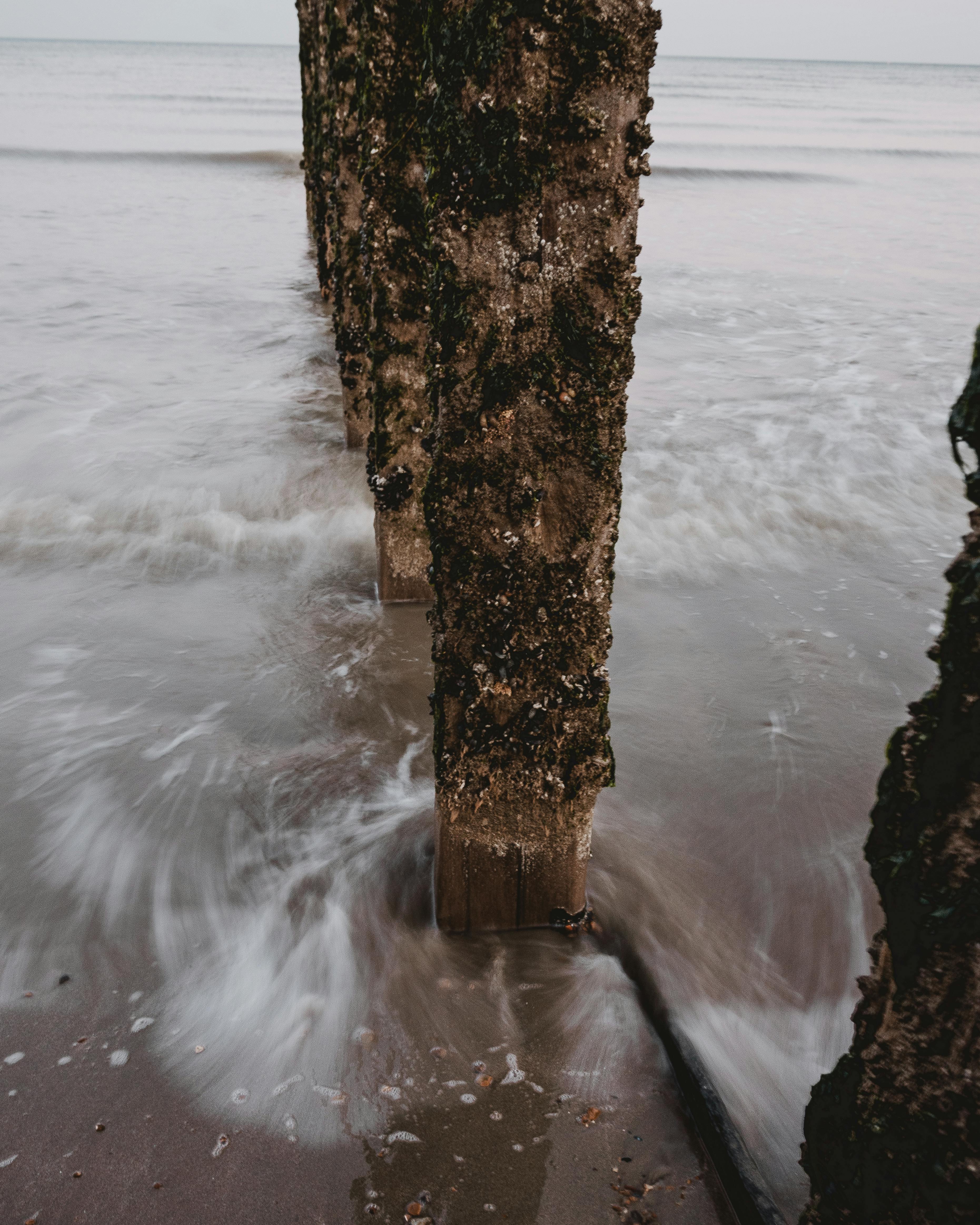 Wood Pilings with Moss · Free Stock Photo