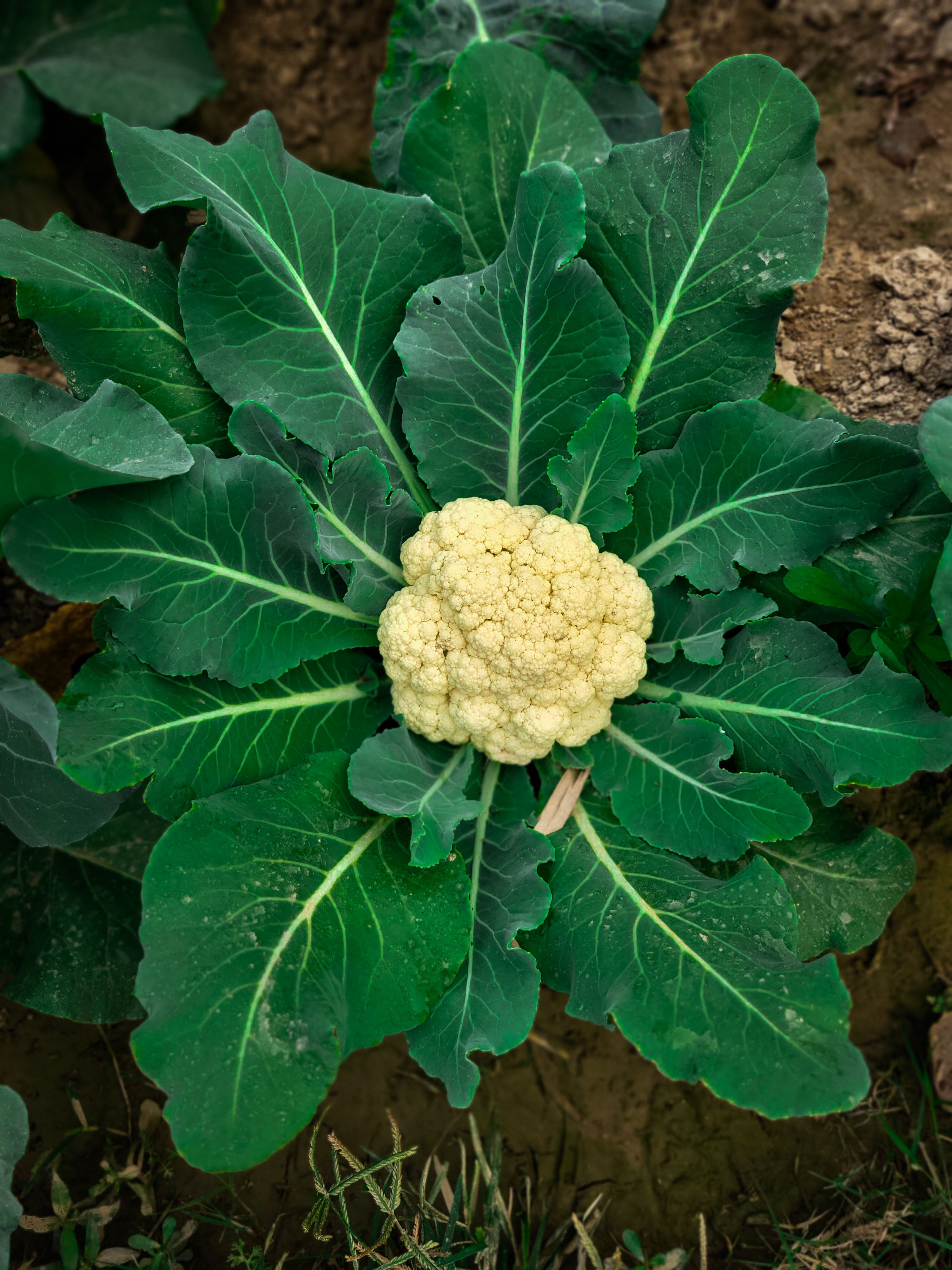 Vibrant Cauliflower Plant in Kolkata Garden · Free Stock Photo