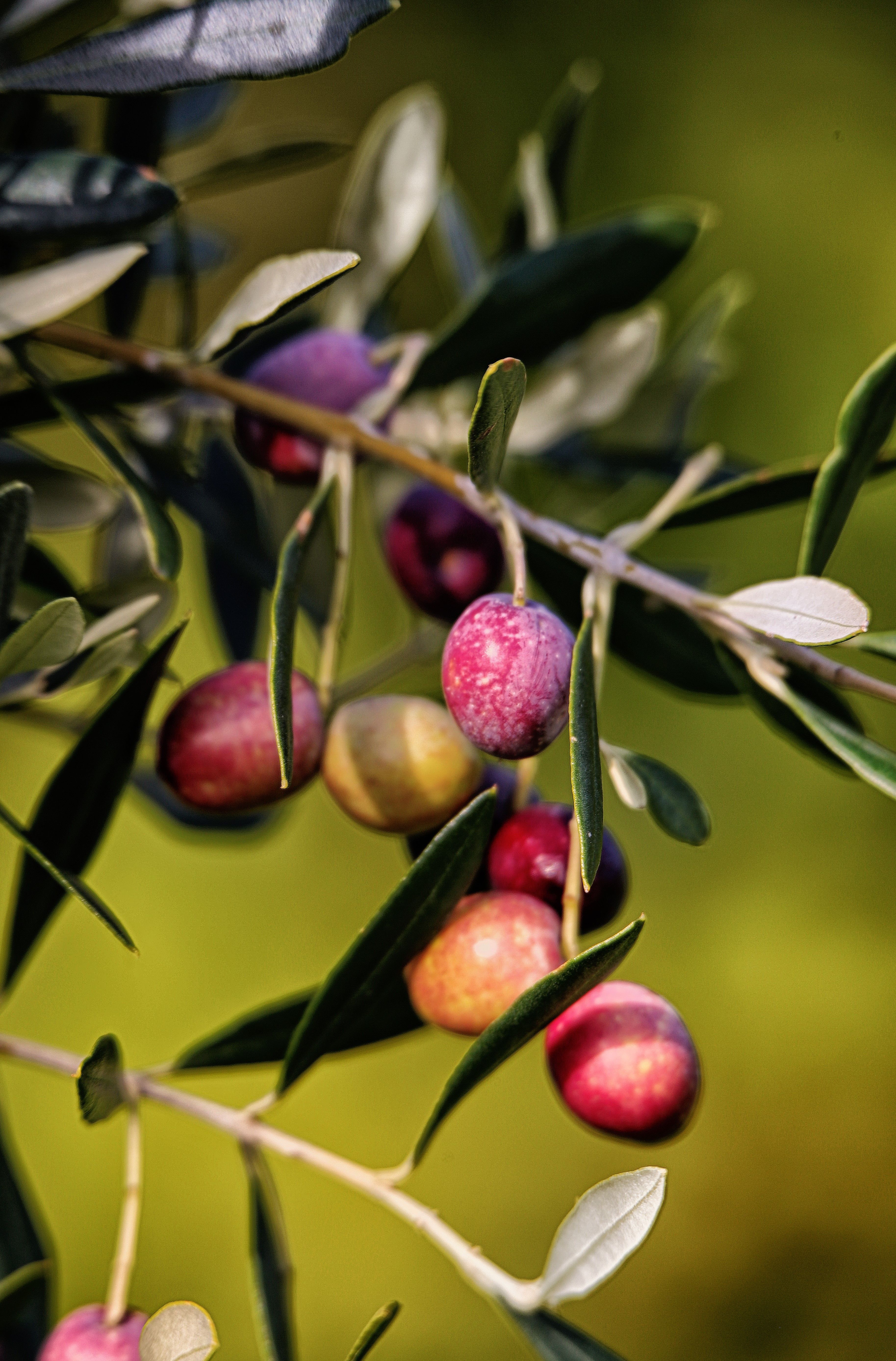 Ripe Olives on a Tree Branch in Sunlight · Free Stock Photo