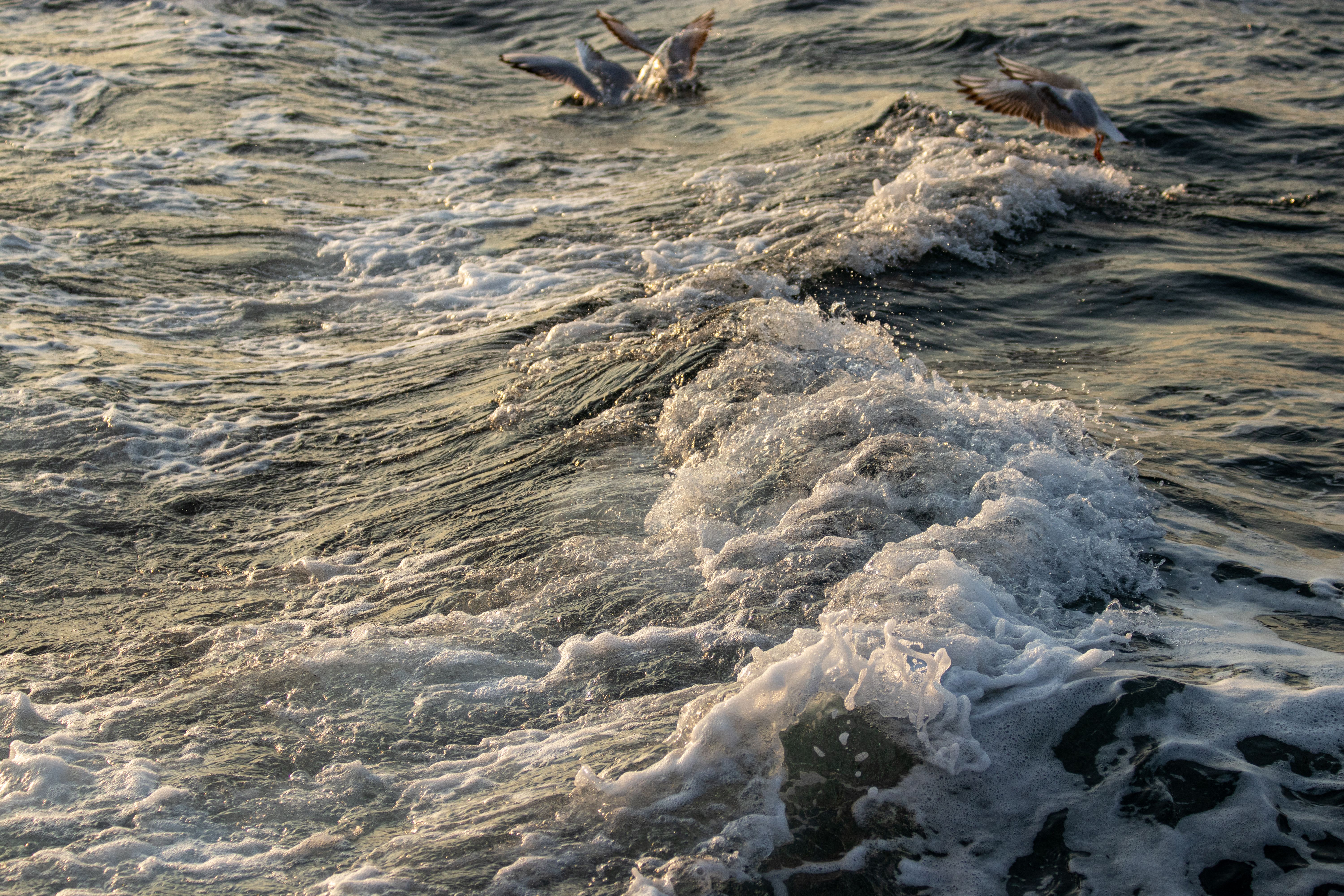 Seagulls Flying Over Ocean Waves at Sunset · Free Stock Photo