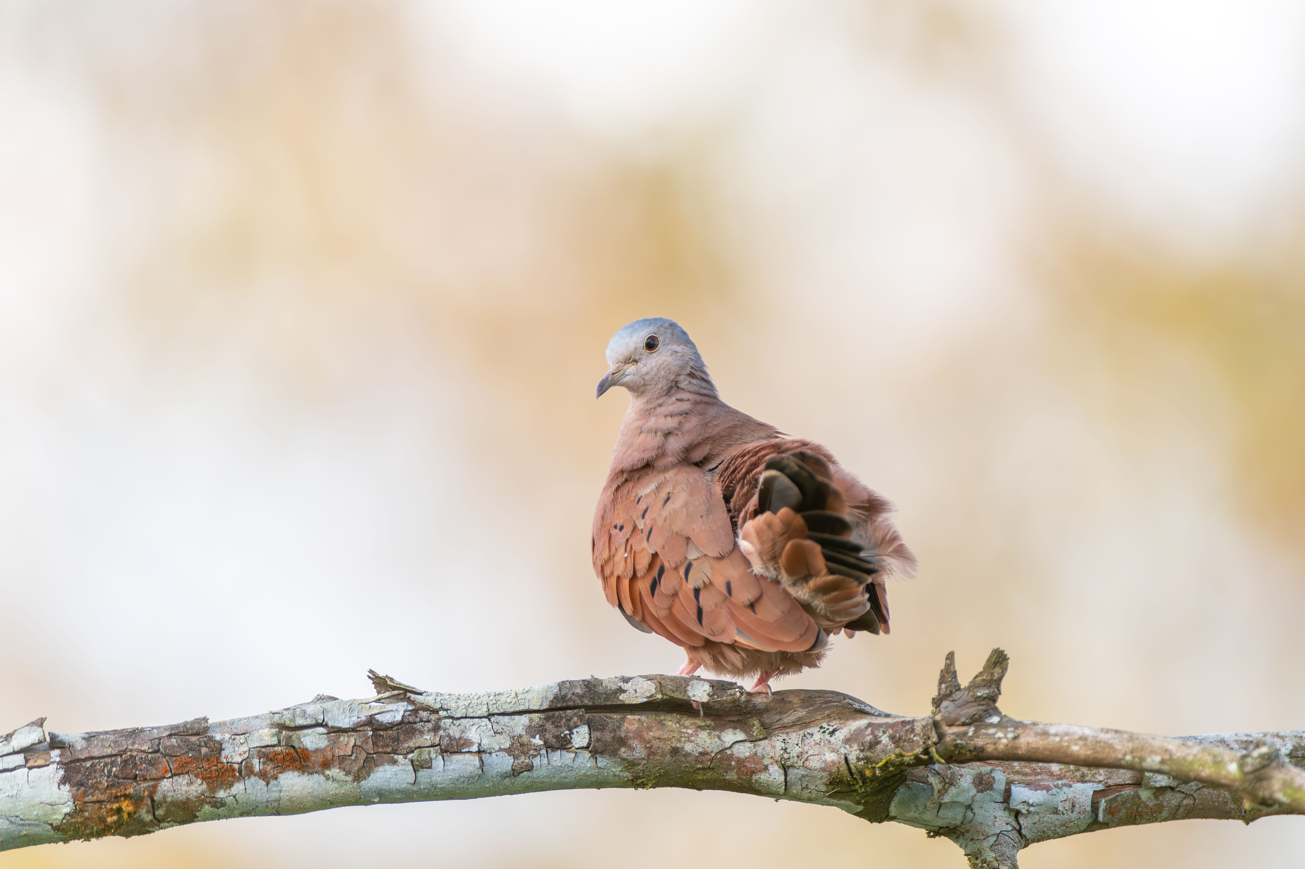 Ruddy Ground Dove Perched on a Branch in Costa Rica · Free Stock Photo