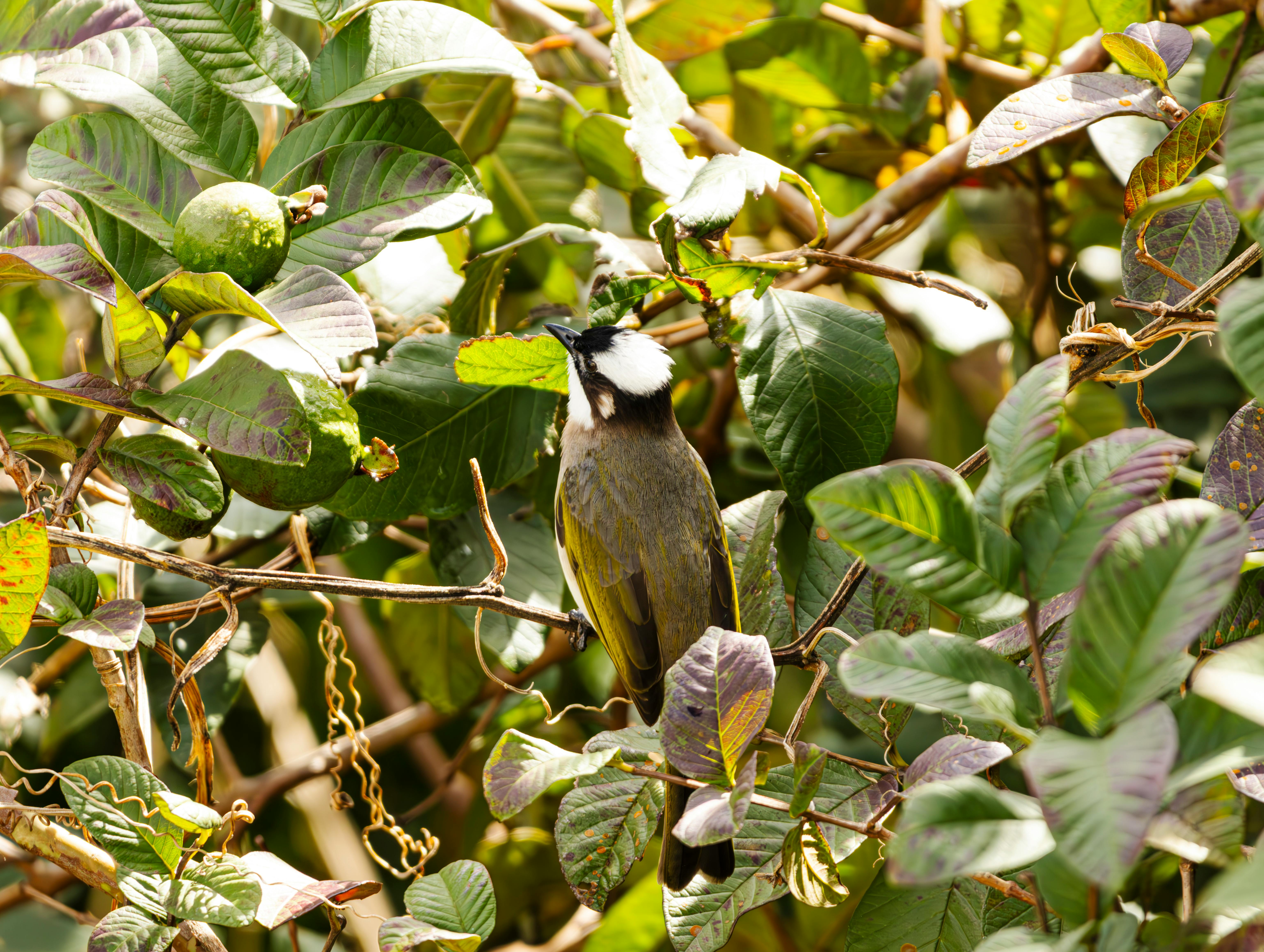 White-eared Bulbul in Lush Green Foliage · Free Stock Photo