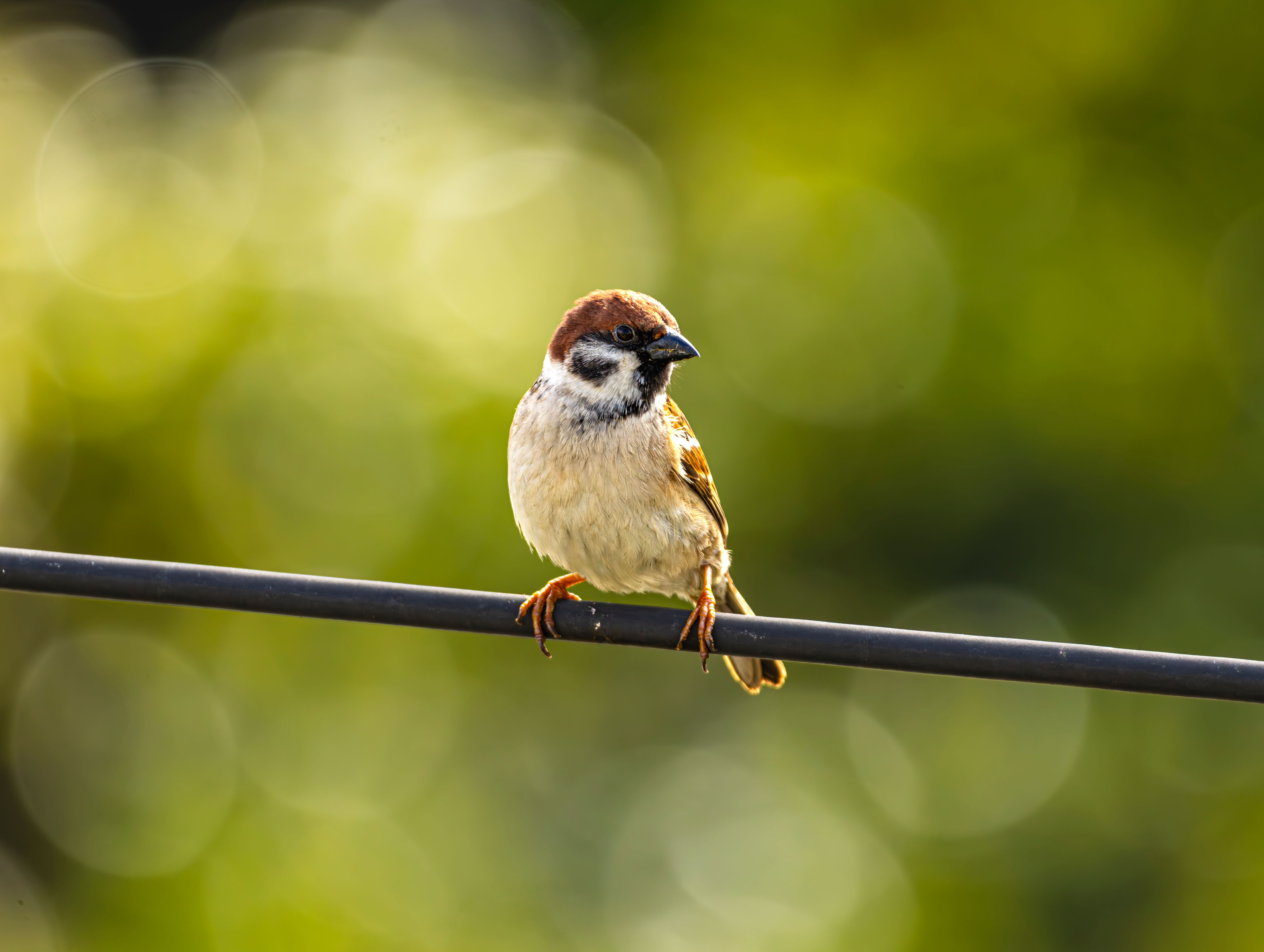 Sparrow Perched on Wire in Vibrant Green Bokeh · Free Stock Photo