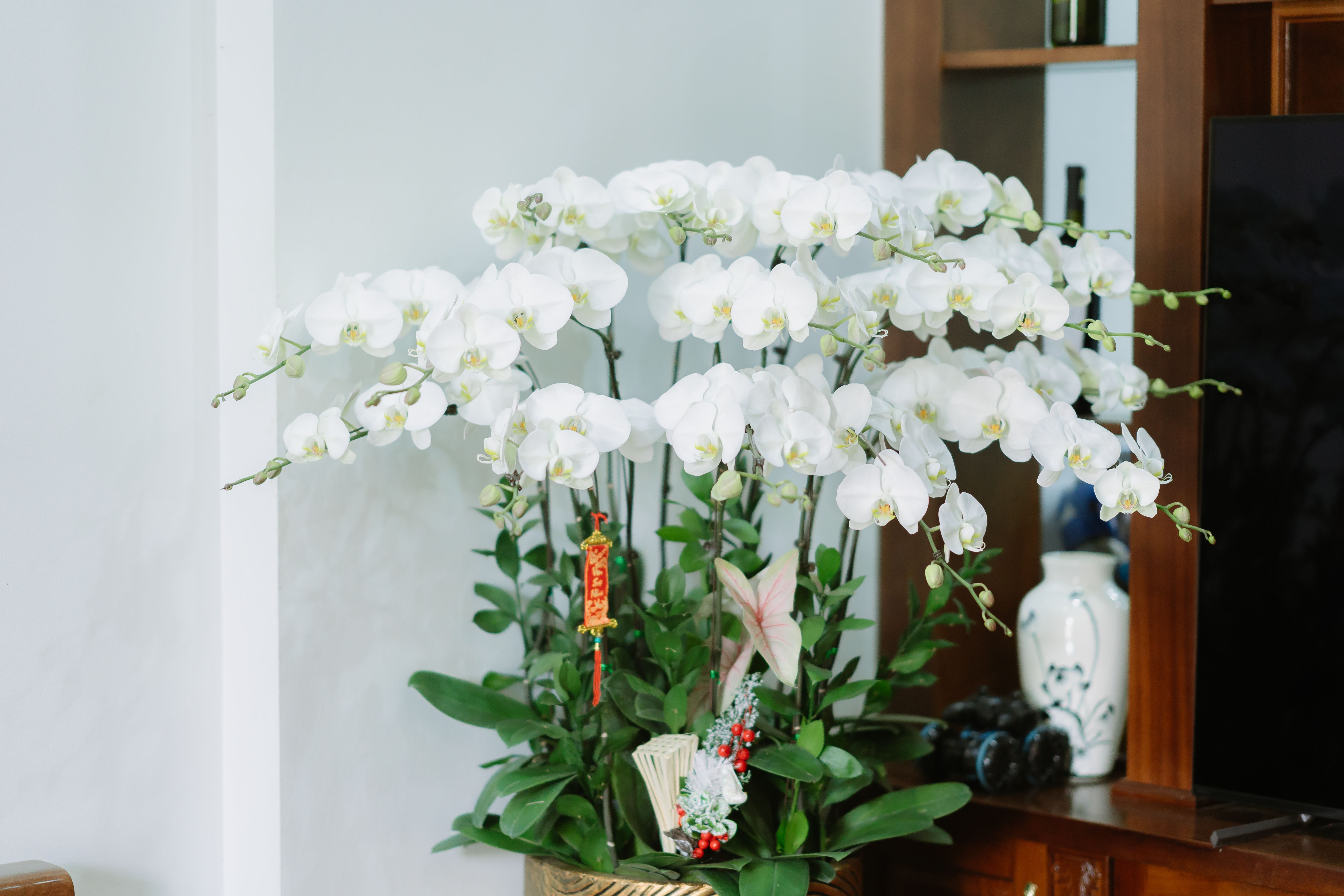 Elegant White Orchids in Indoor Setting · Free Stock Photo