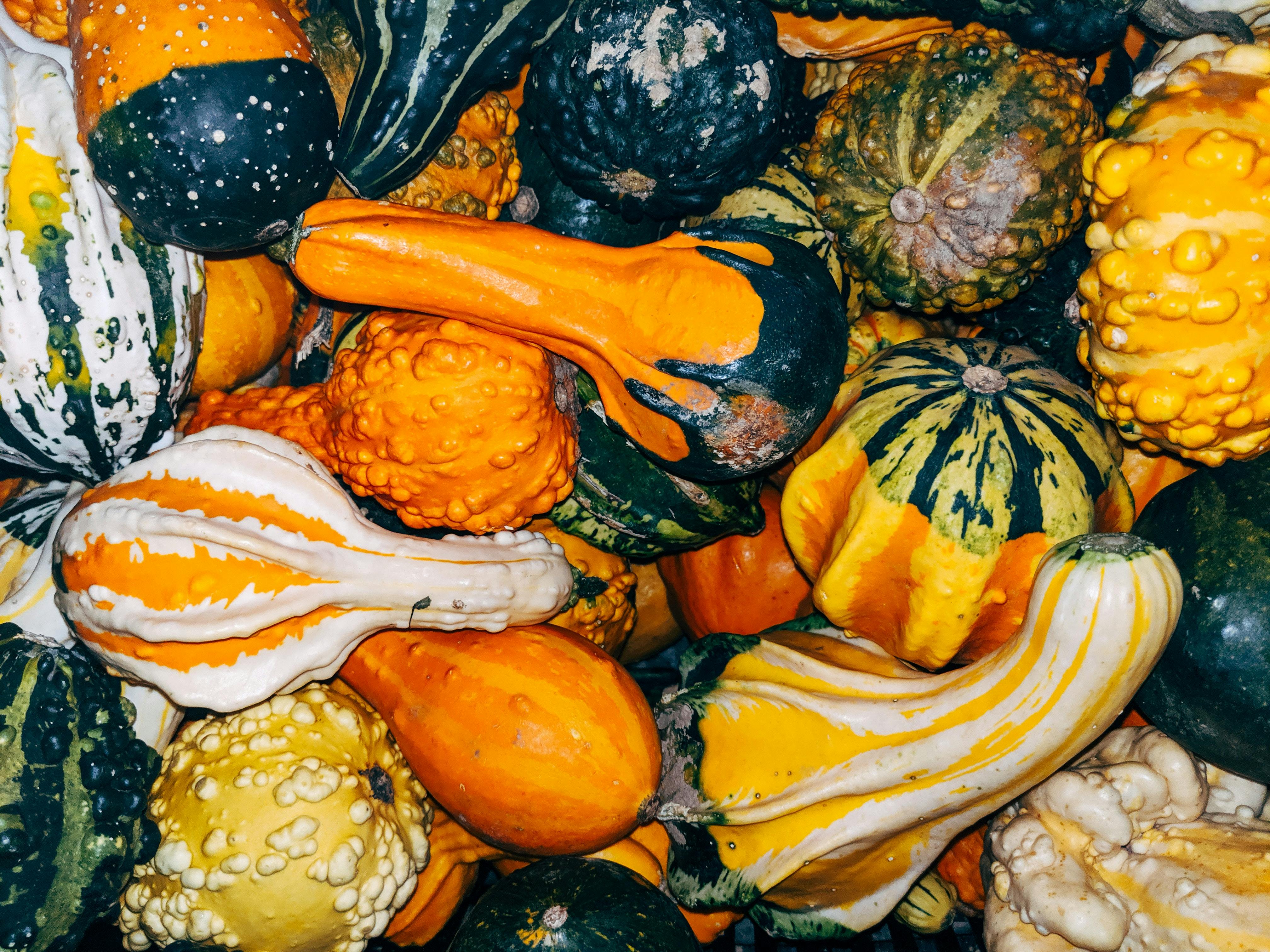 Photo of Orange and White Squash · Free Stock Photo