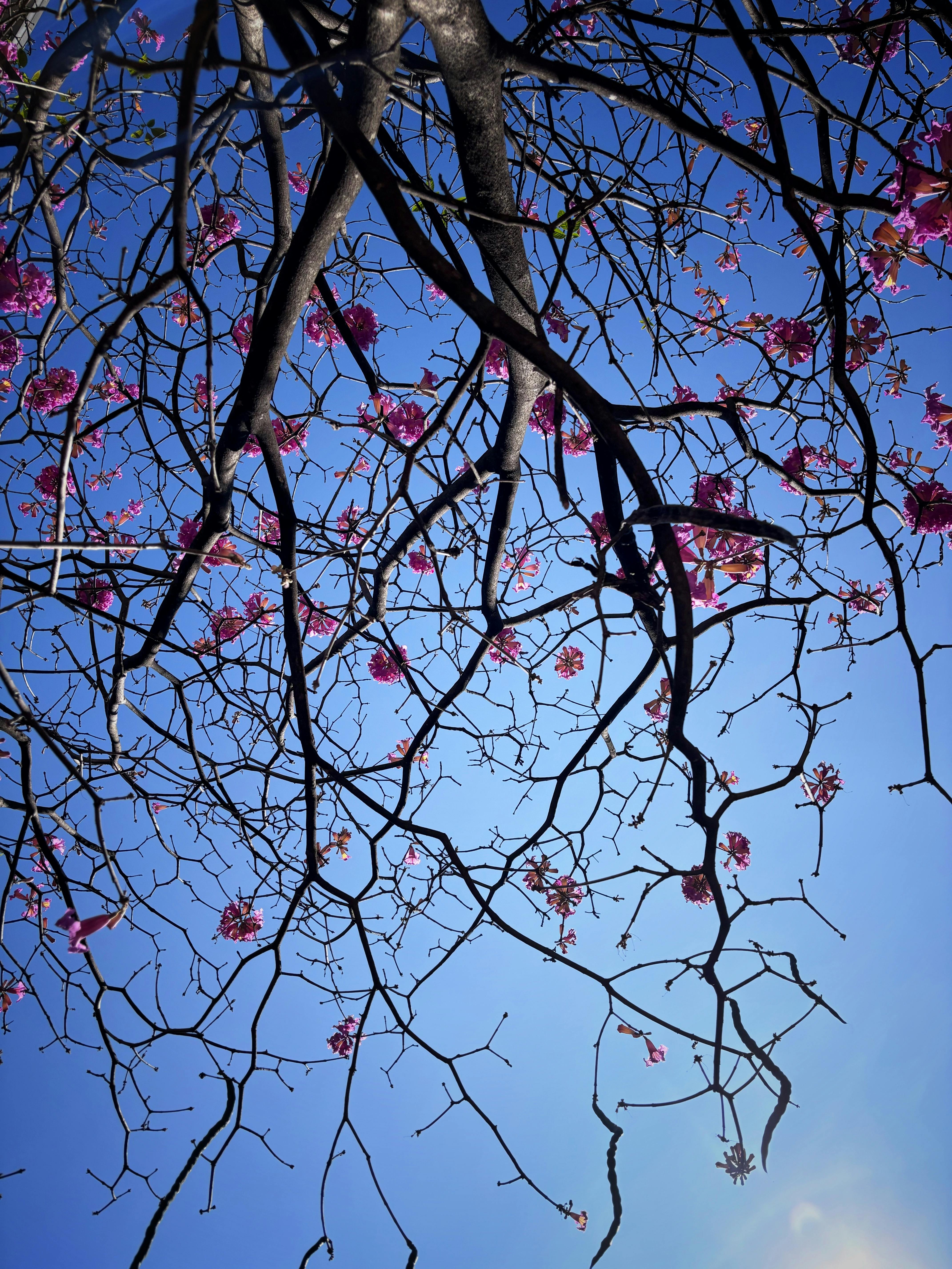 Blooming Pink Tree Branches Against Blue Sky · Free Stock Photo