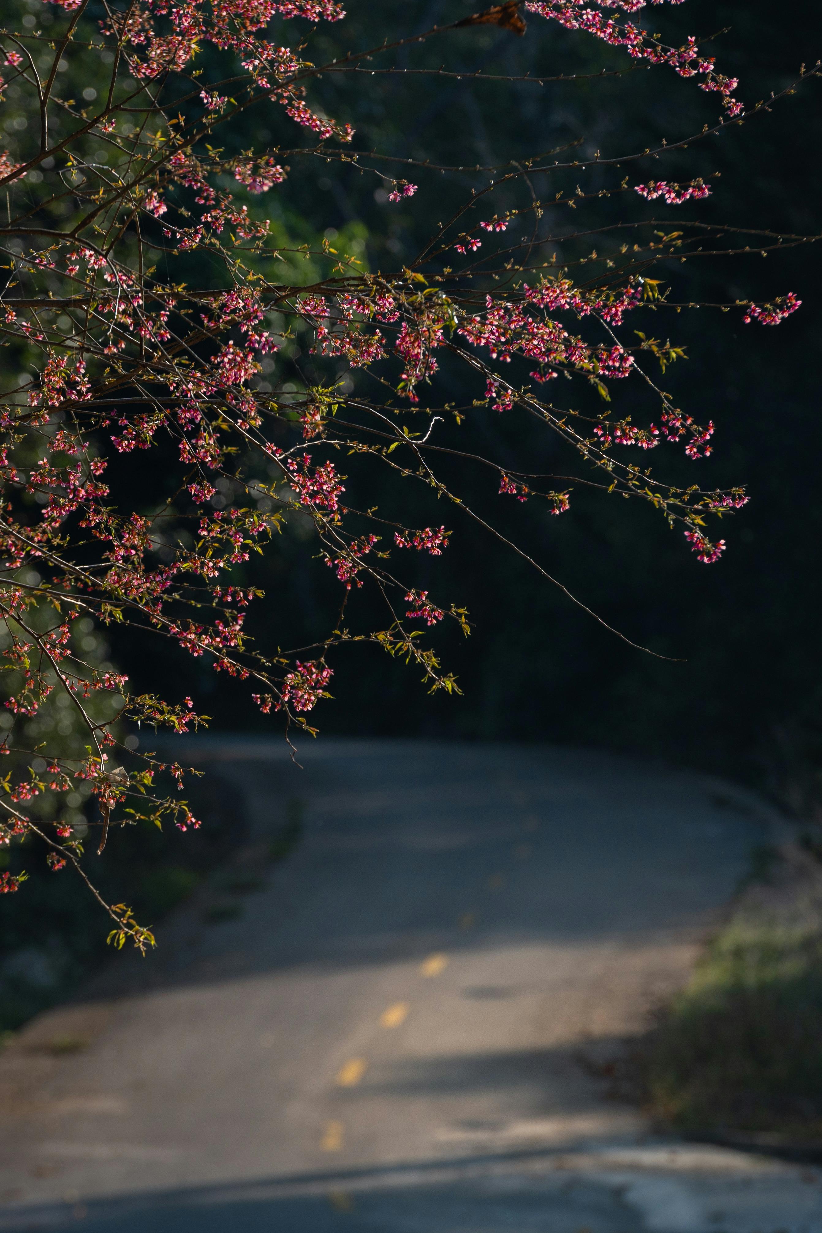 Cherry Blossom Branch Overhanging a Serene Roadway · Free Stock Photo