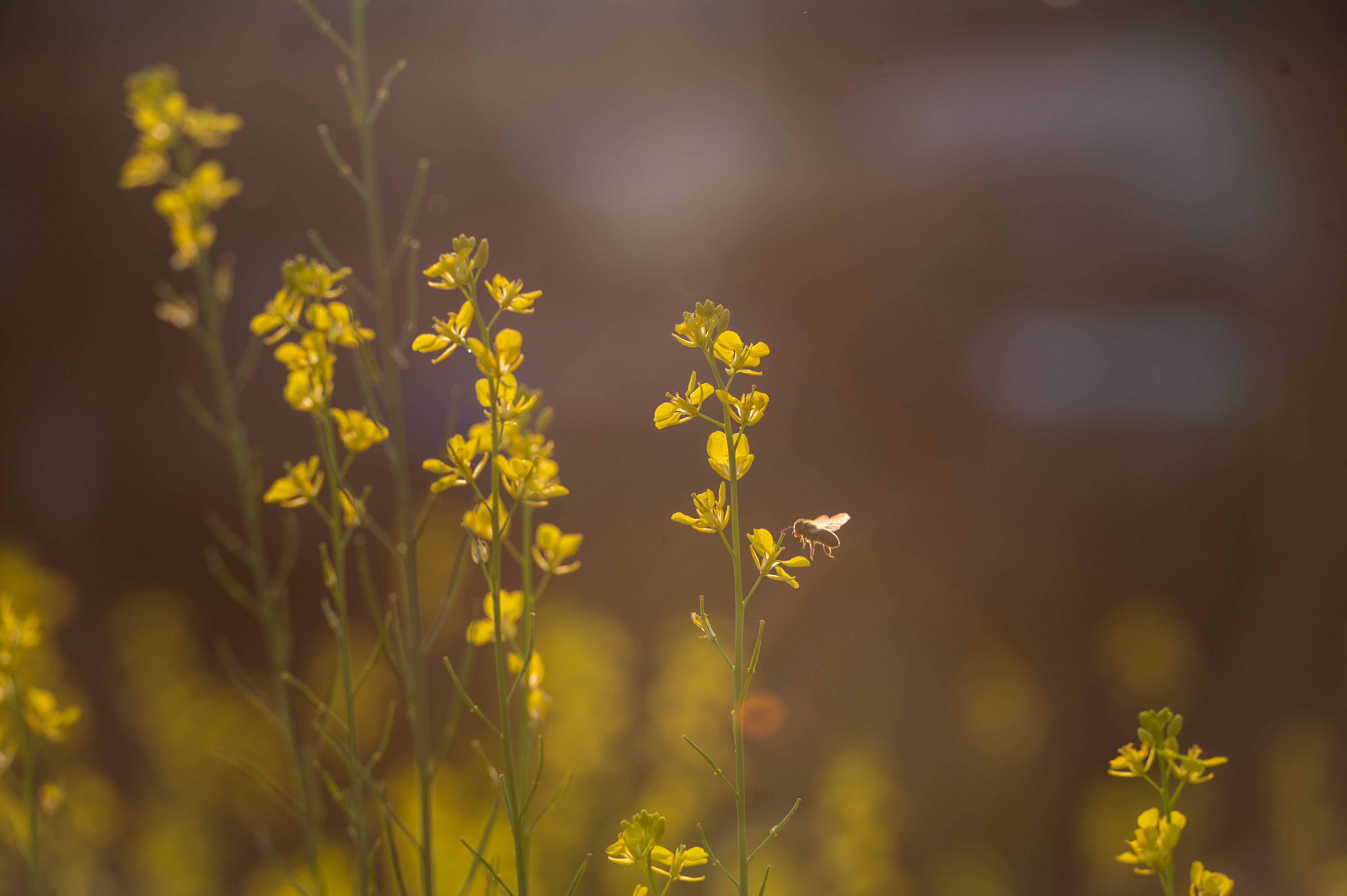 Bee Pollinating on Yellow Mustard Flowers in Field · Free Stock Photo