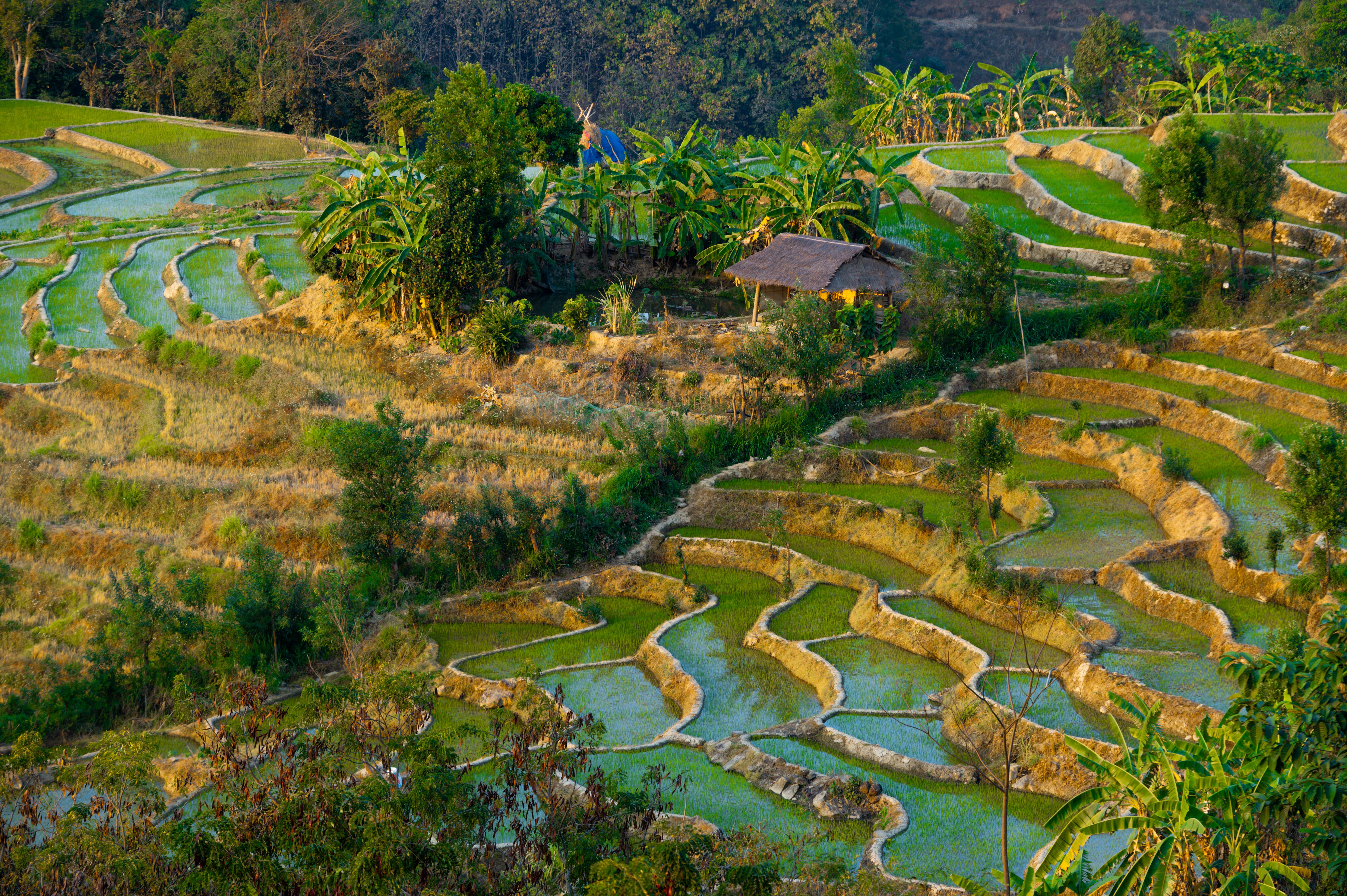 Scenic Asian Rice Terraces in Lush Landscape · Free Stock Photo