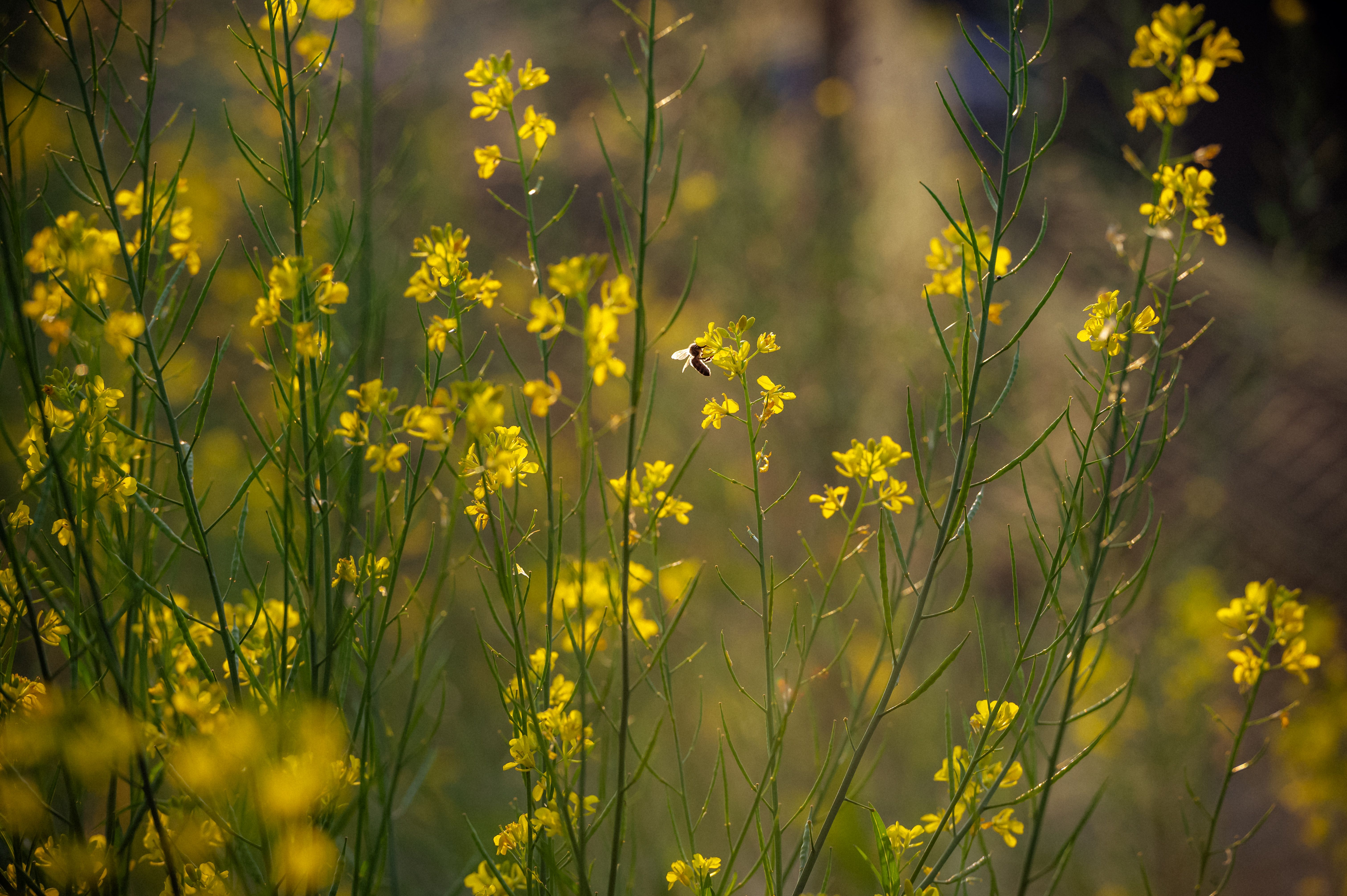 Bee Pollinating Yellow Mustard Flowers in Spring · Free Stock Photo