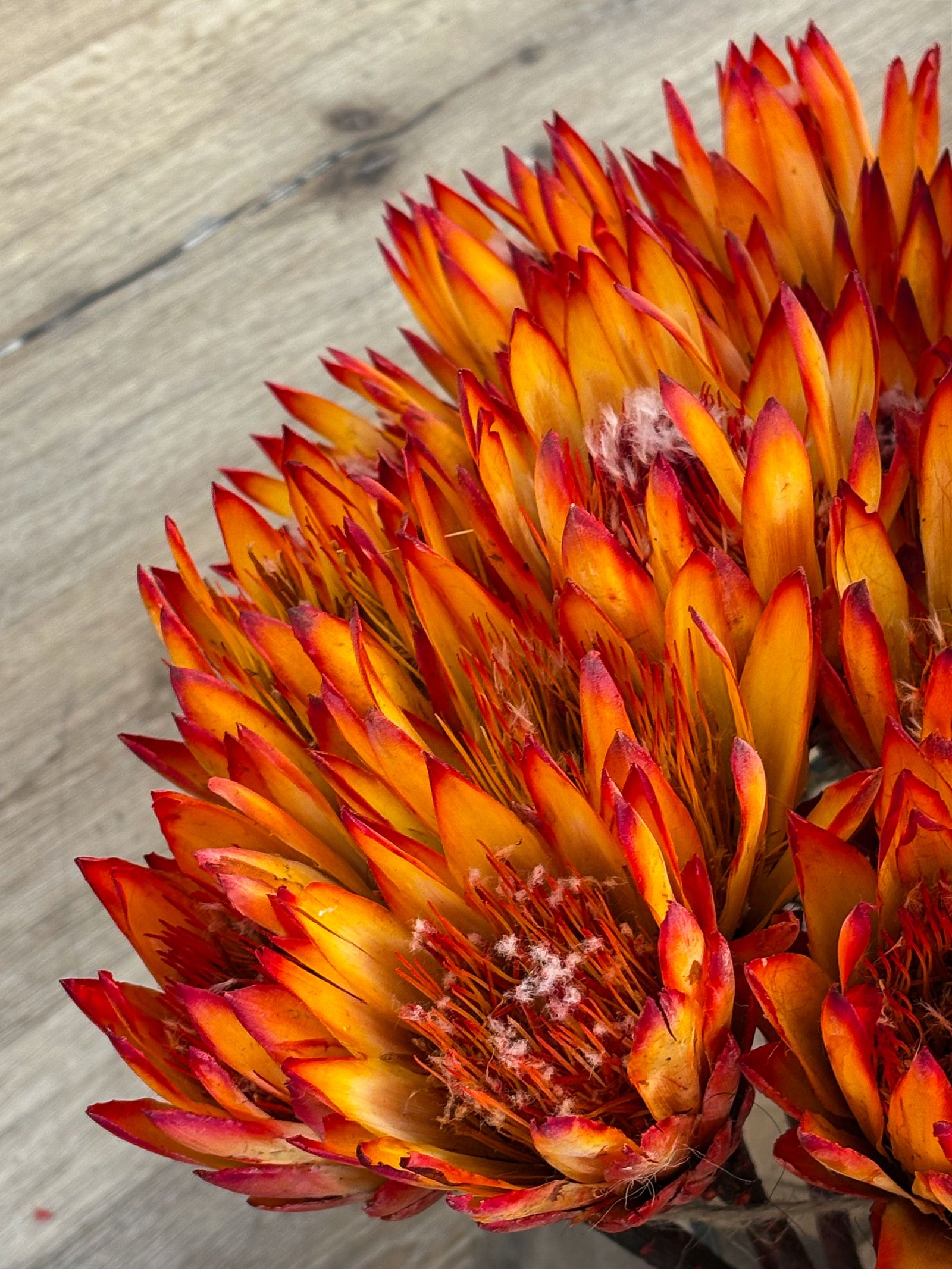 Flowers No Color Photos, Download The BEST Free Flowers No Color Stock ...