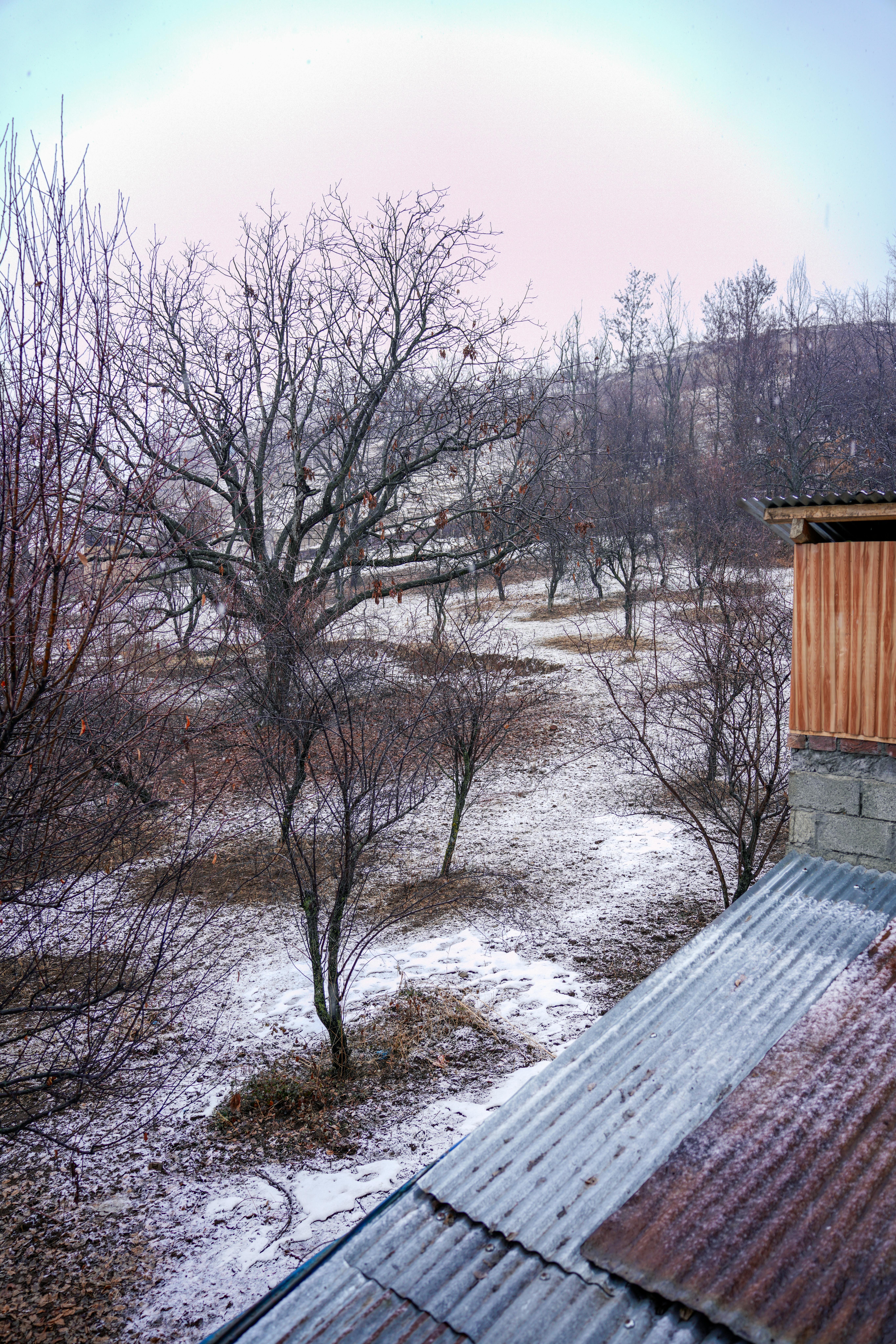 Winter Orchard in Srinagar with Light Snowfall · Free Stock Photo