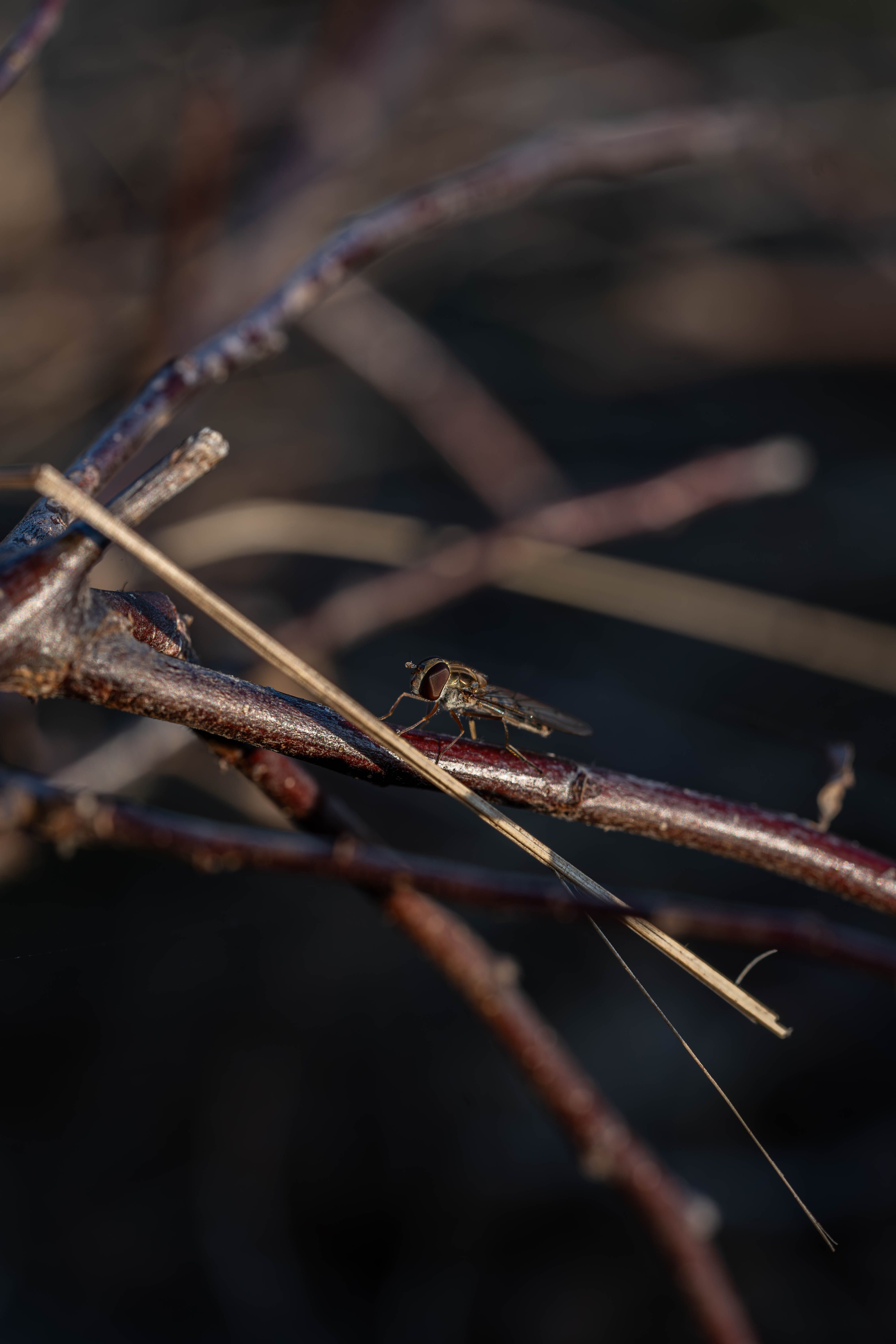 Close-up of Hoverfly on Tree Branch in Natural Setting · Free Stock Photo