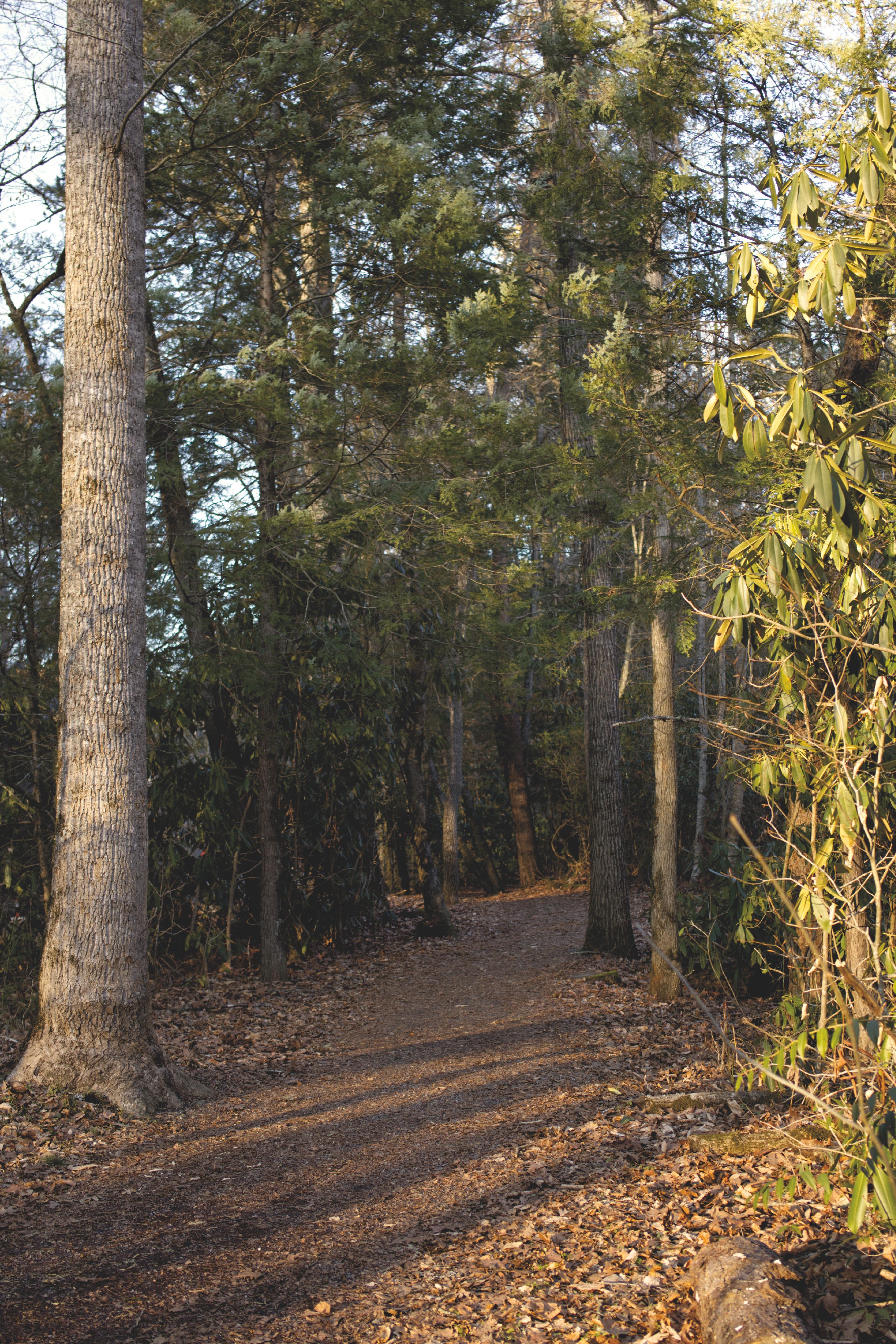 Tranquil Forest Trail in Golden Sunlight · Free Stock Photo