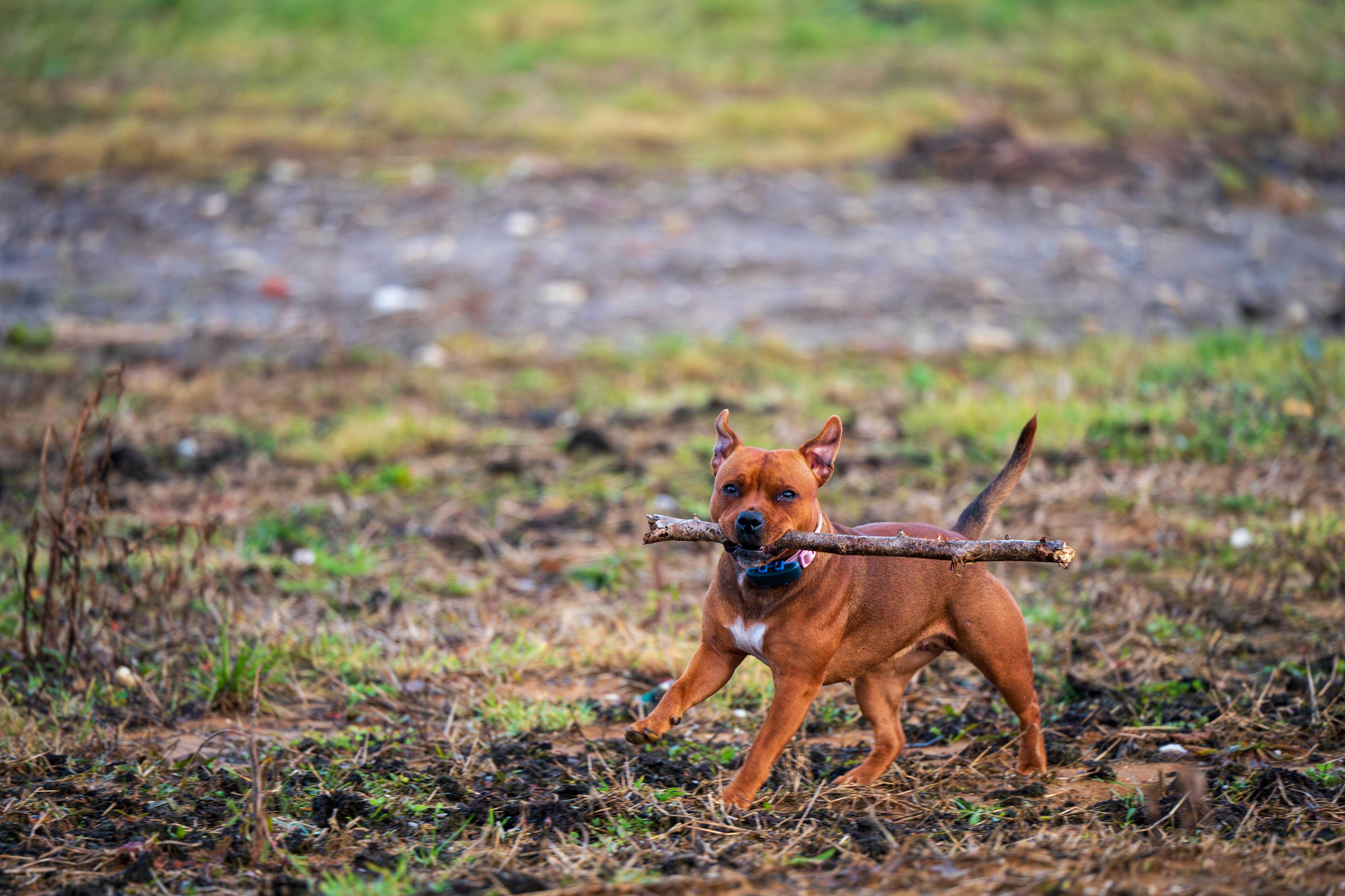Playful Dog Running with Stick in Nature · Free Stock Photo