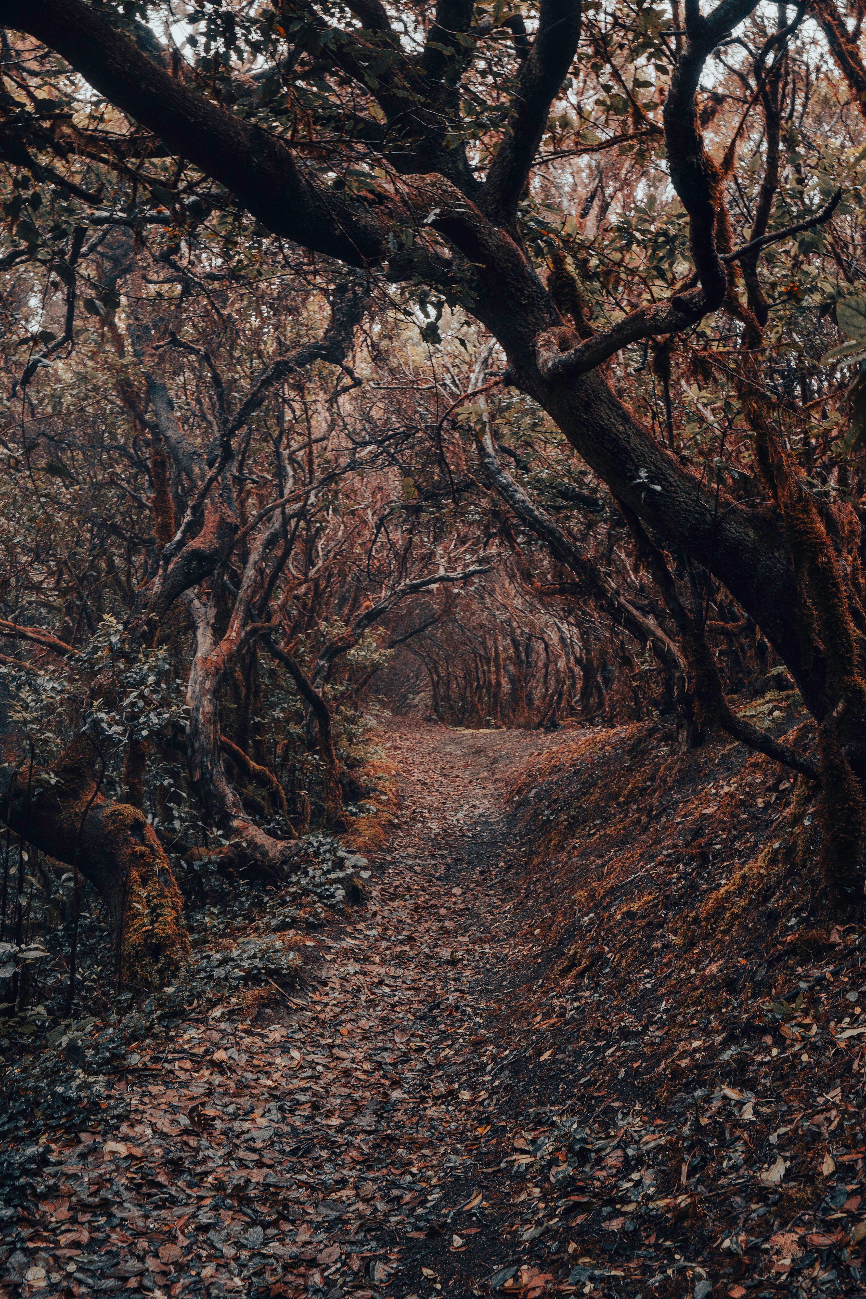 Enchanted Autumn Forest Path Under Arching Trees · Free Stock Photo