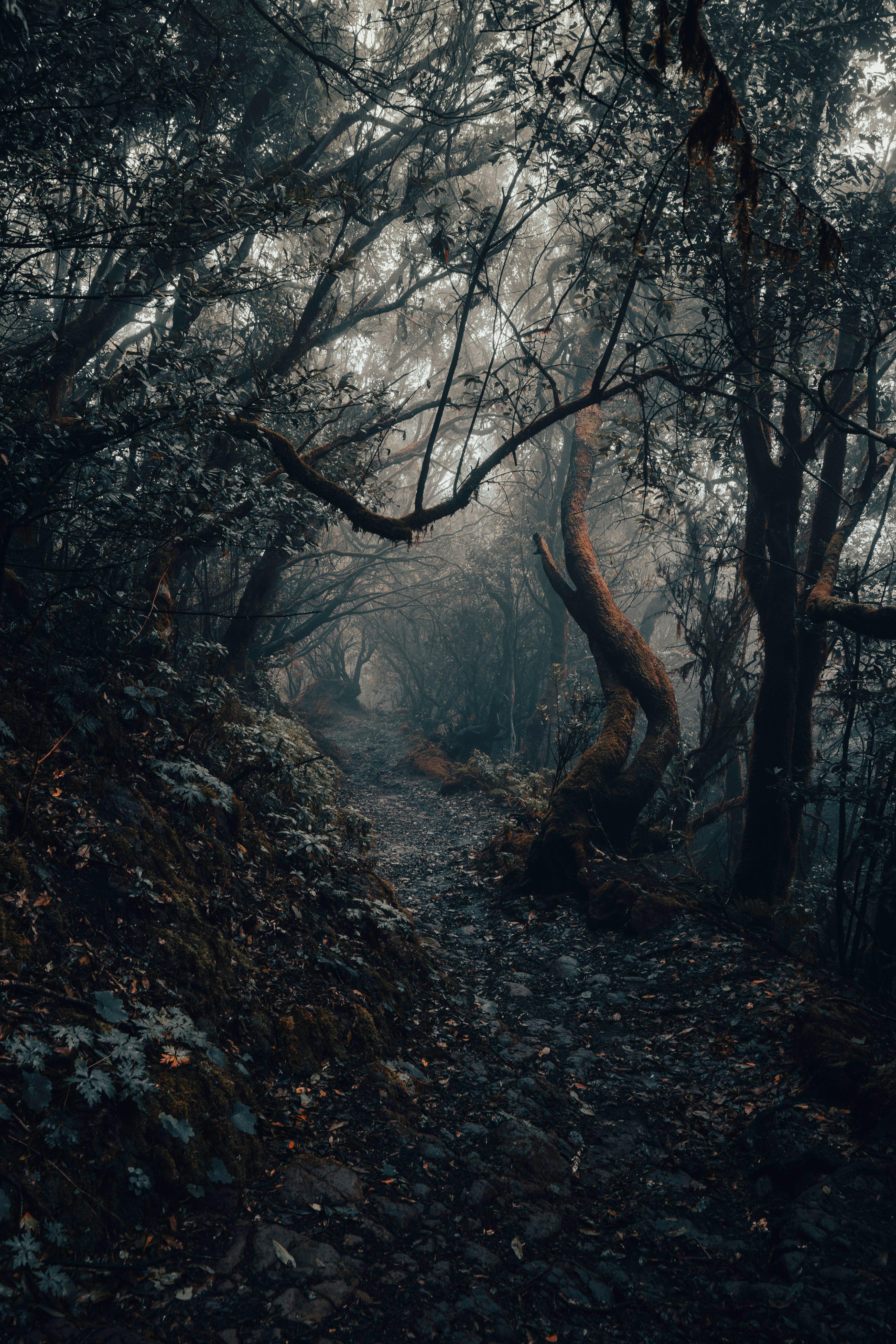 Mysterious Forest Path in Dark Wilderness · Free Stock Photo
