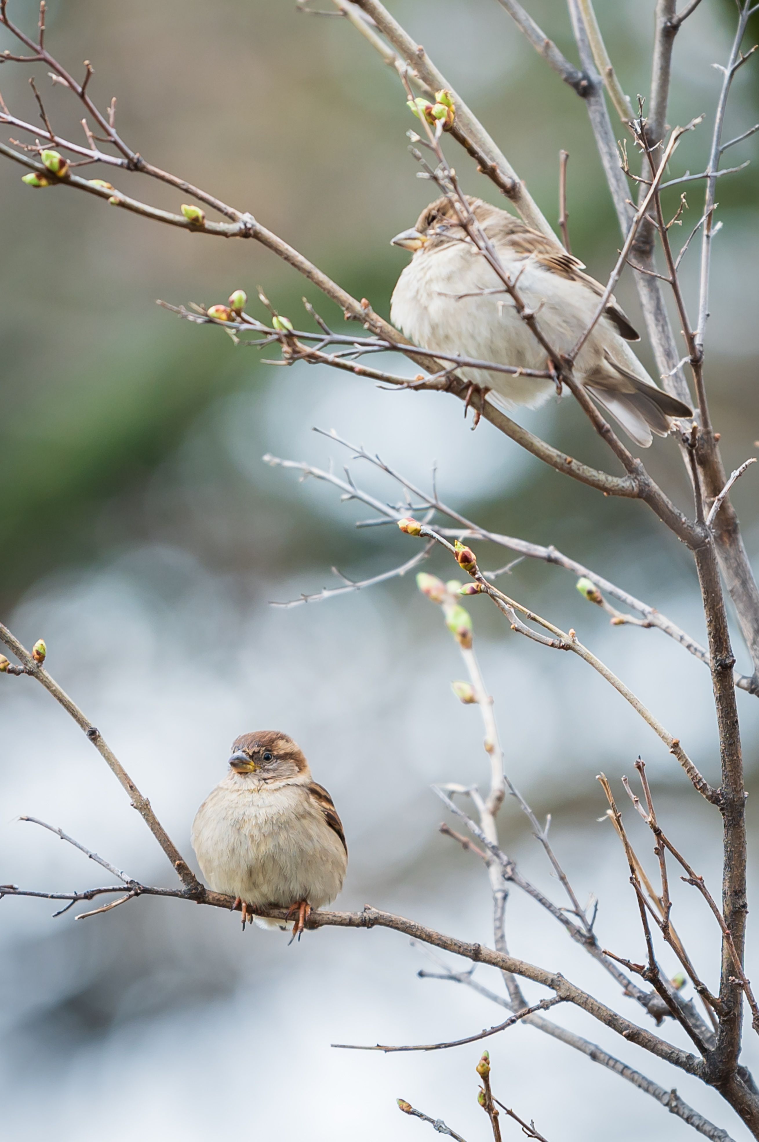 Two Sparrows Perched on Budding Branches in Italy · Free Stock Photo