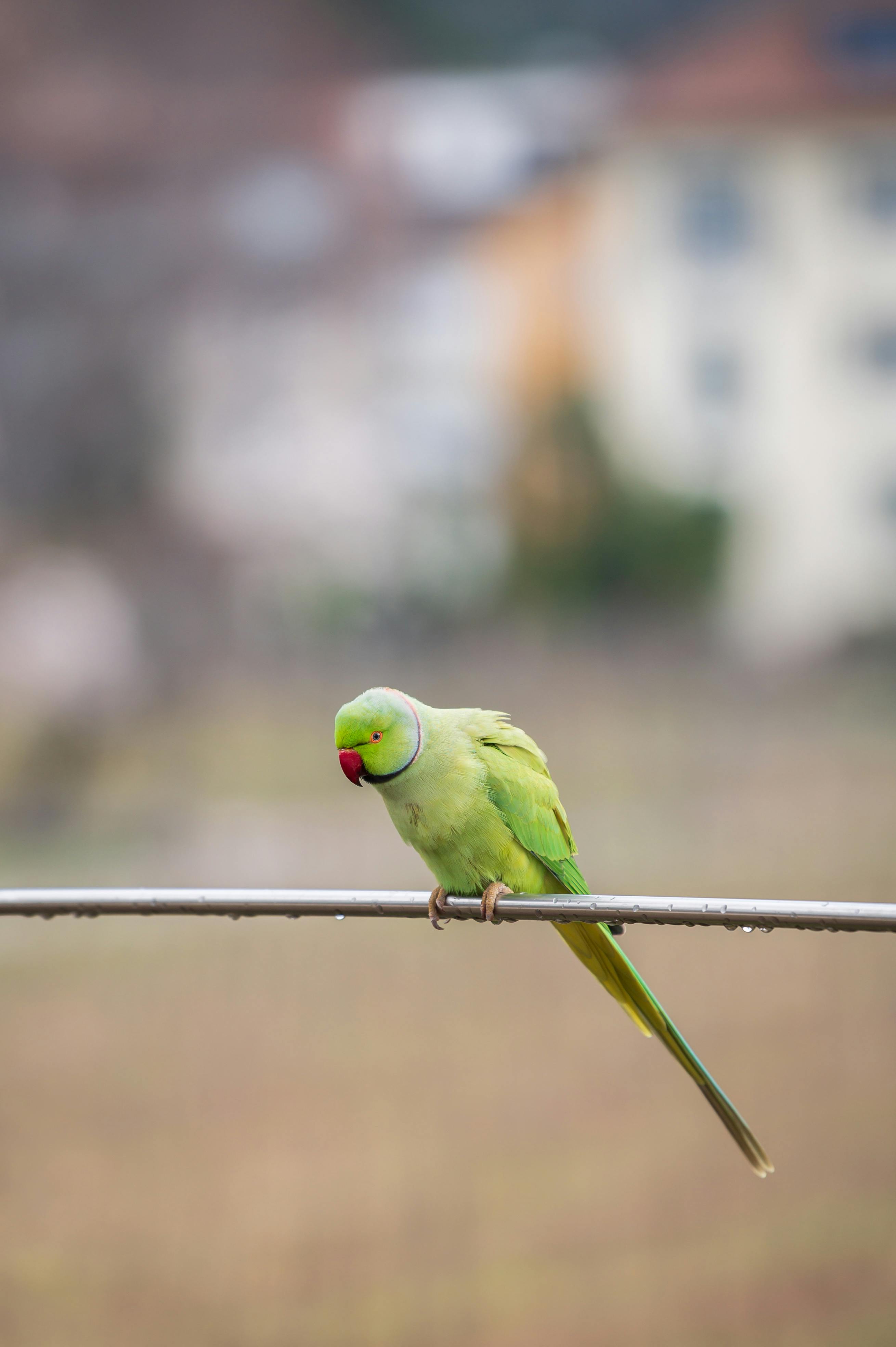 Rose-ringed parakeet perched on a wire in Italy · Free Stock Photo