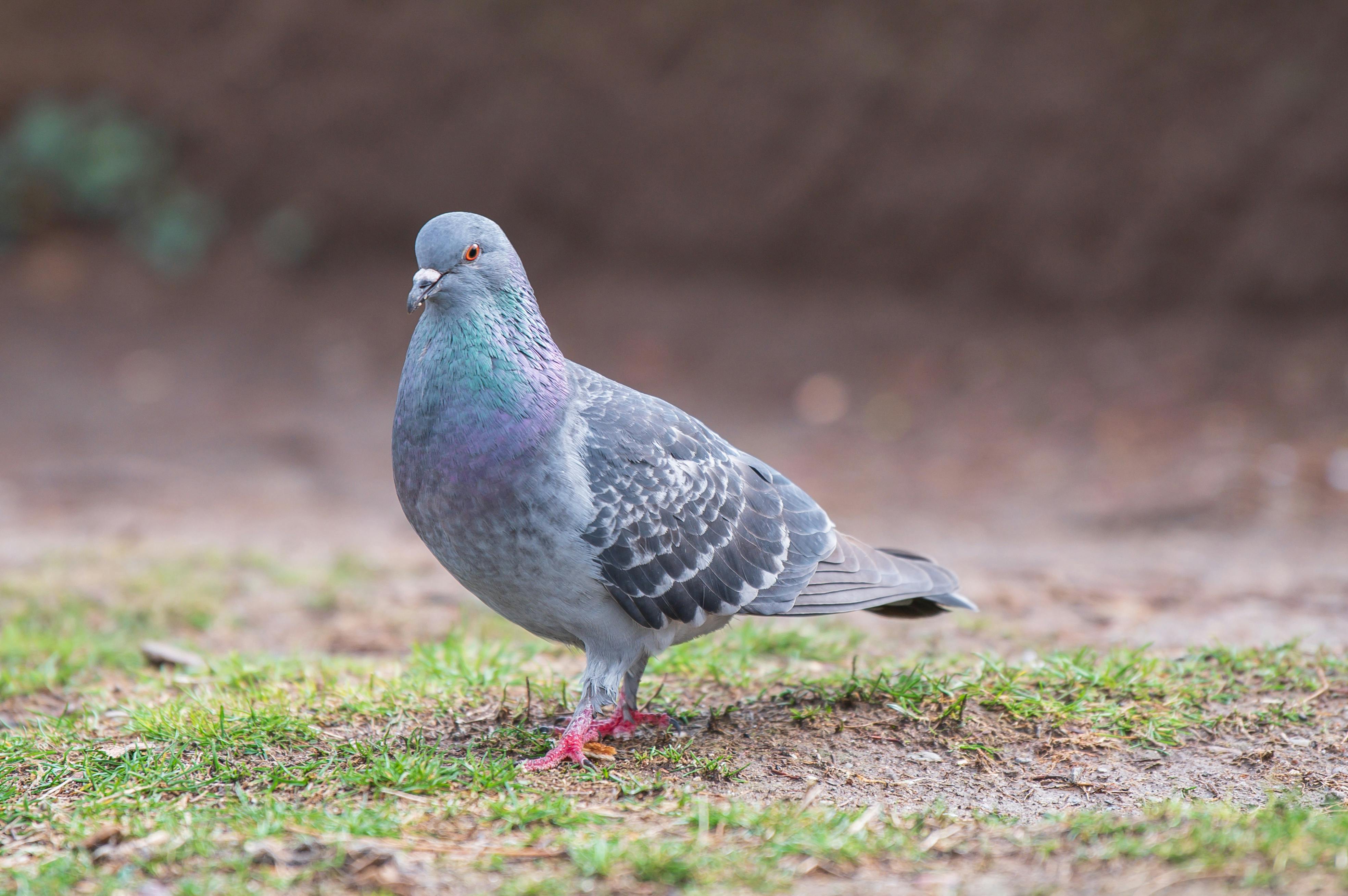 Close-up of a Pigeon on Grass in Italy · Free Stock Photo