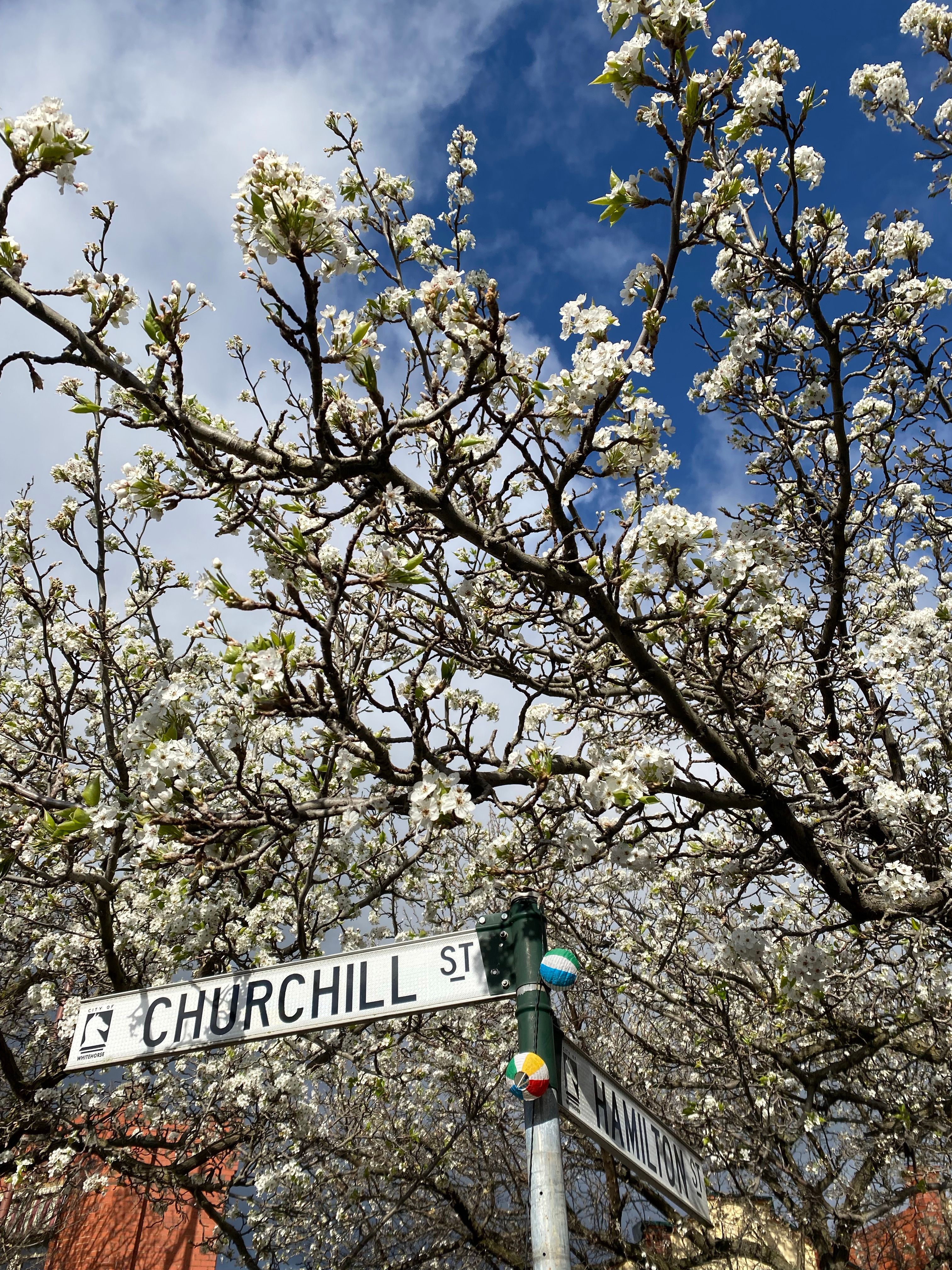 Churchill Street Photos, Download The BEST Free Churchill Street Stock ...