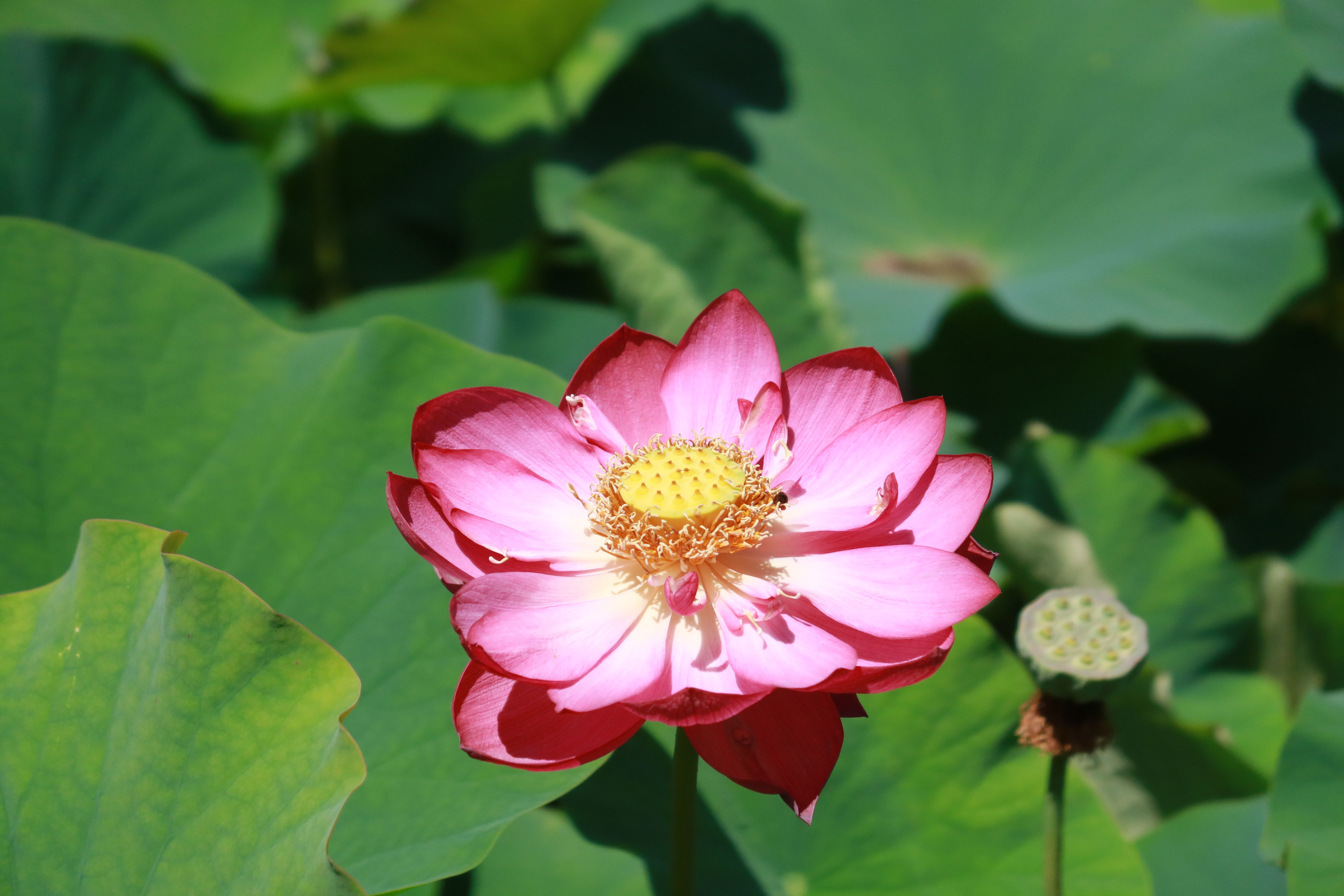 Vibrant Pink Lotus Flower in Bloom on Leafy Pond · Free Stock Photo