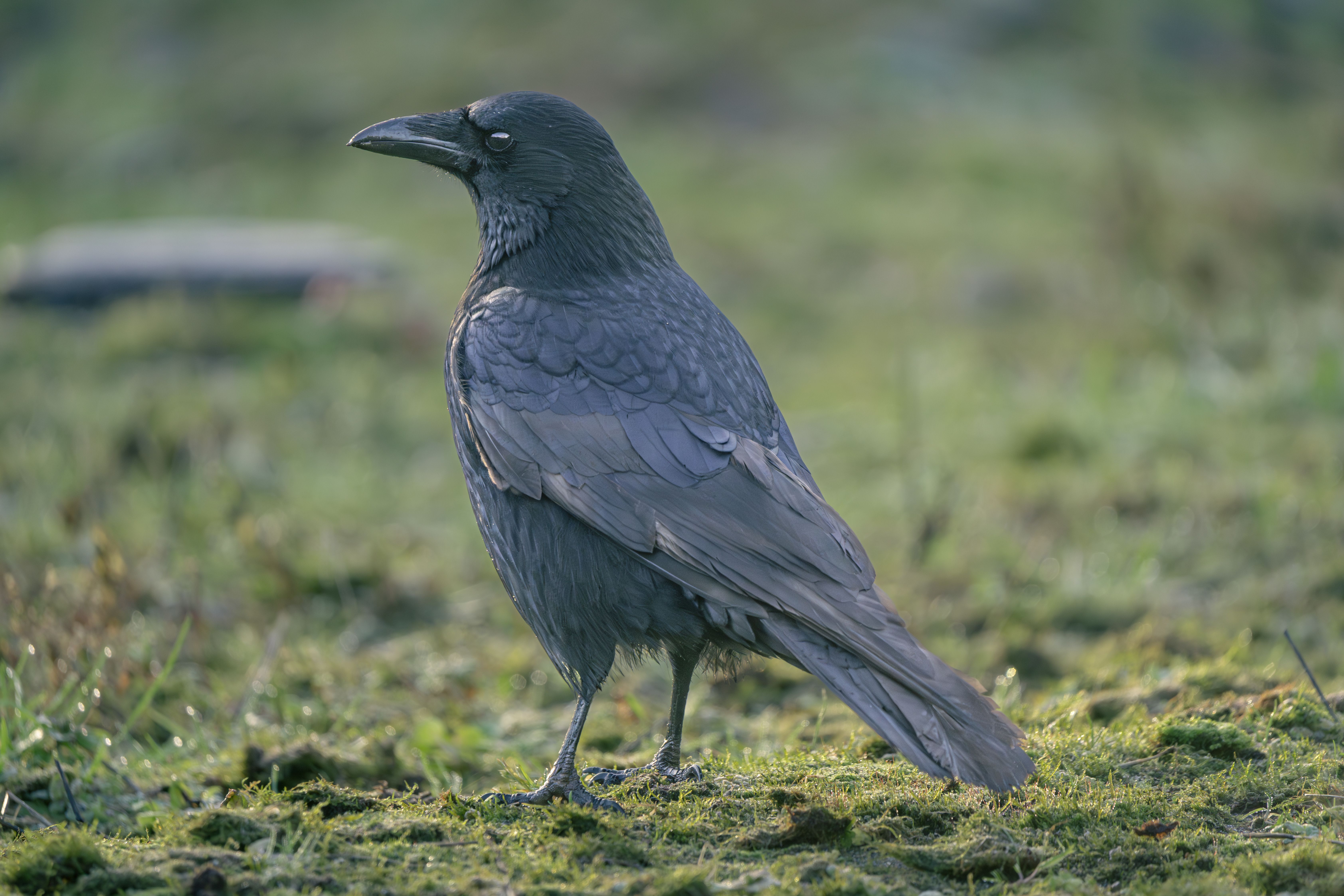 Close-Up of a Raven Standing on Grass · Free Stock Photo
